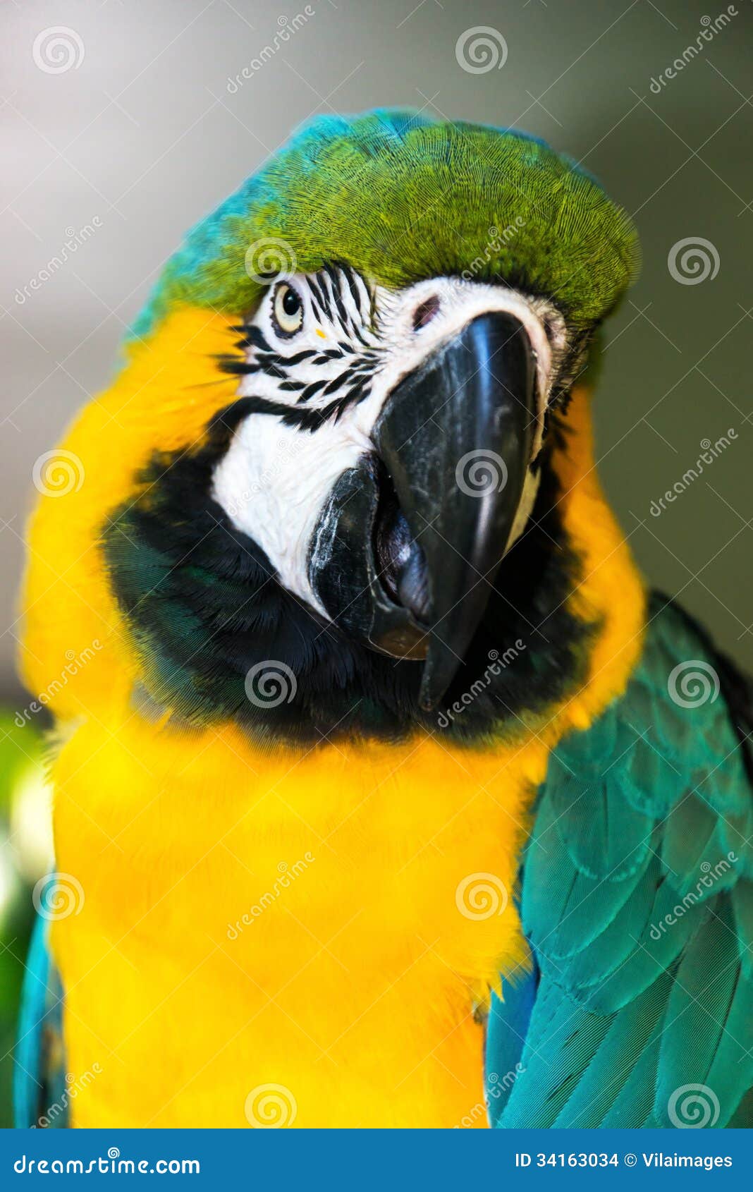 Macaw Parrot stock photo. Image of colors, feathered - 34163034