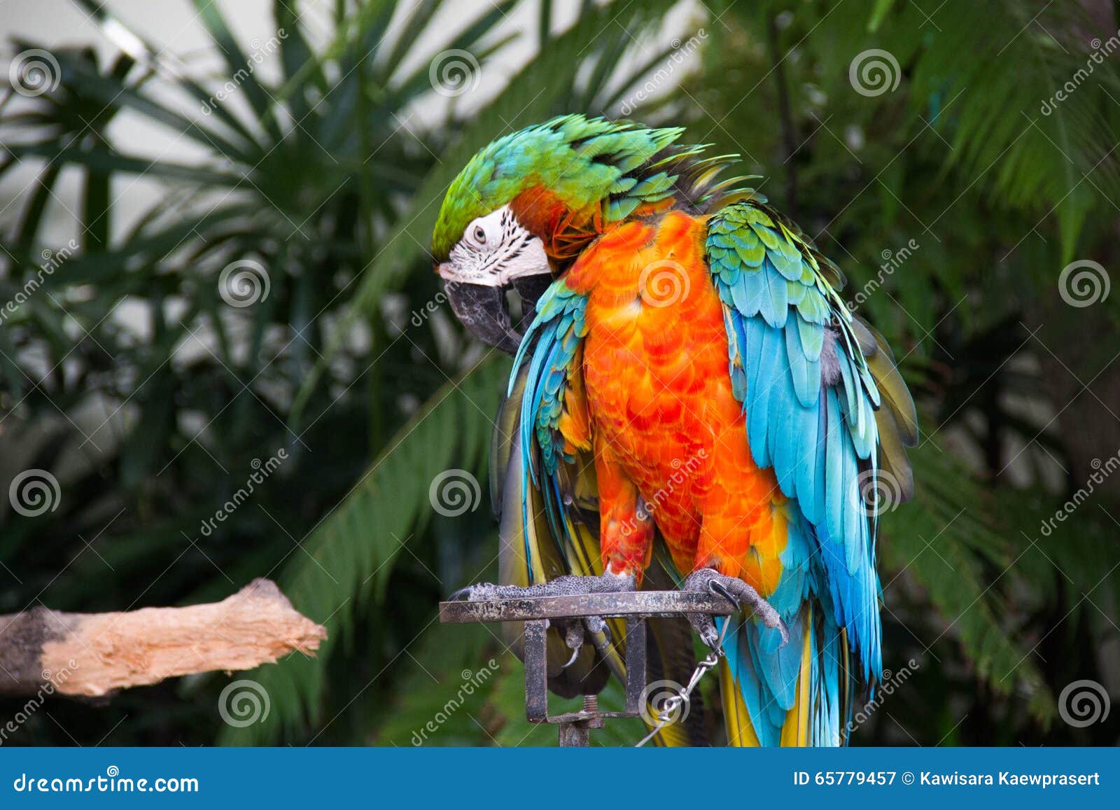 Macaw parrot stock image. Image of fauna, fowl, perch - 65779457