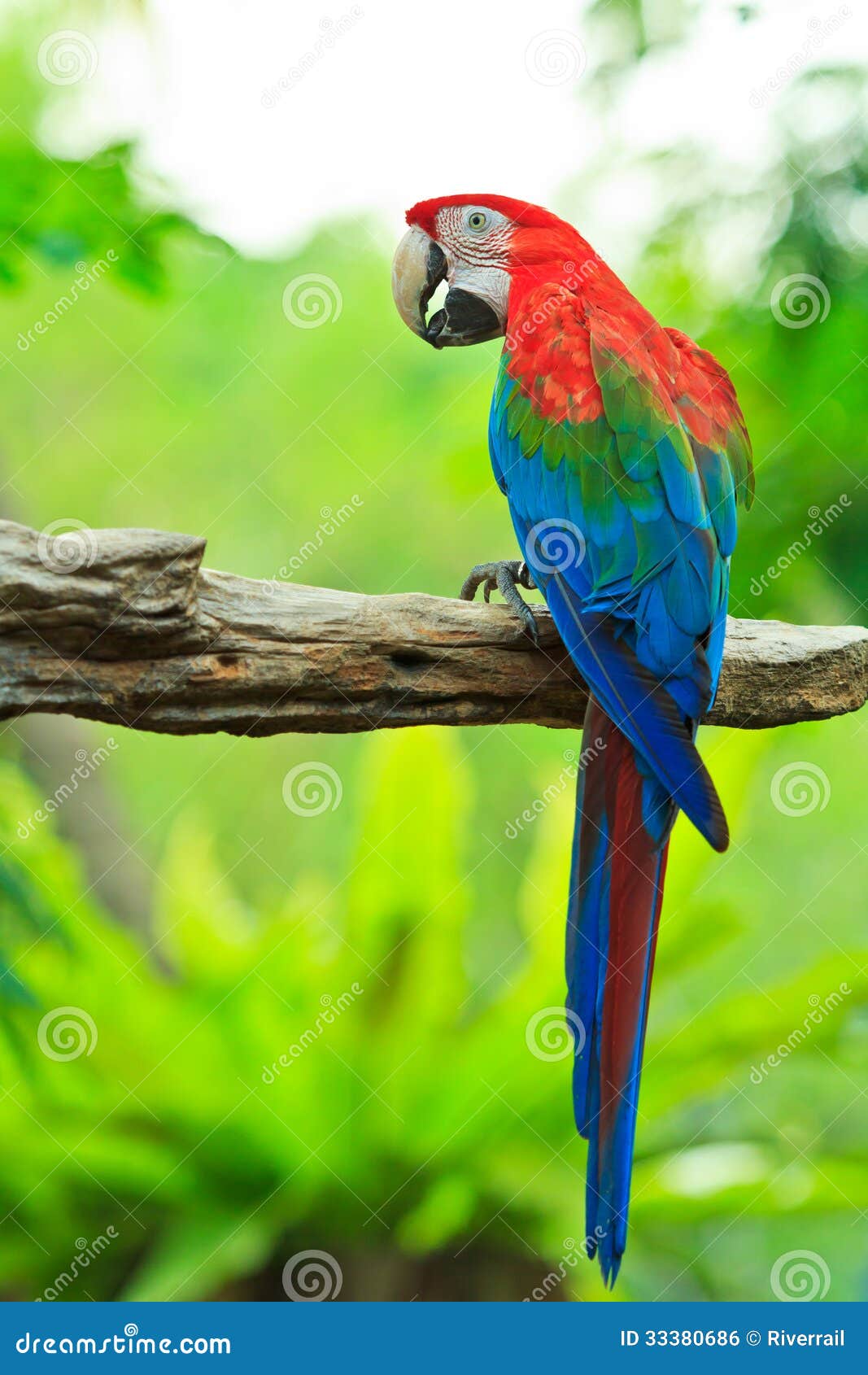 Macaw parrot stock photo. Image of adorable, fluffy, america - 33380686