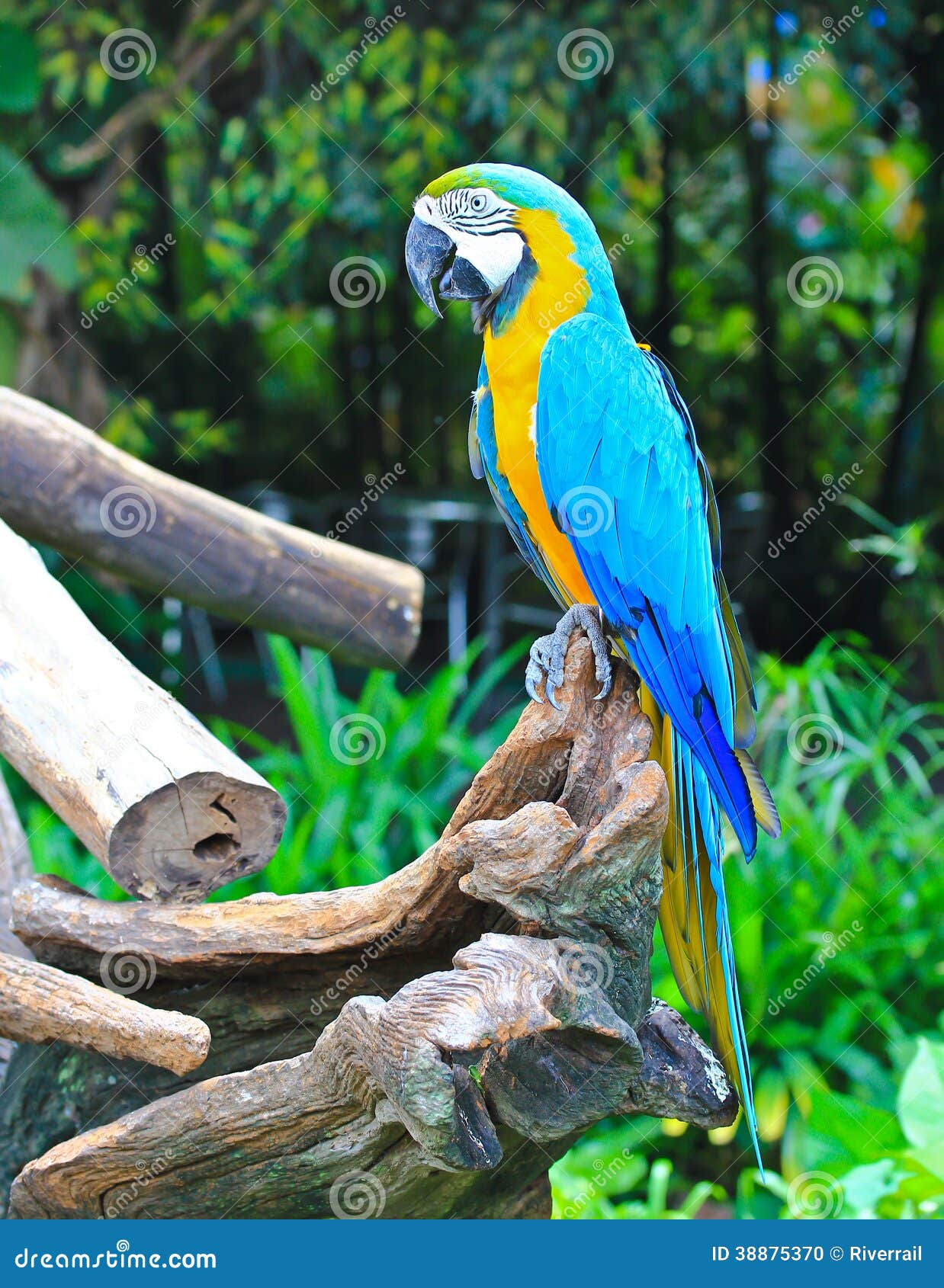 Macaw parrot stock photo. Image of exotic, fluffy, parrot - 38875370