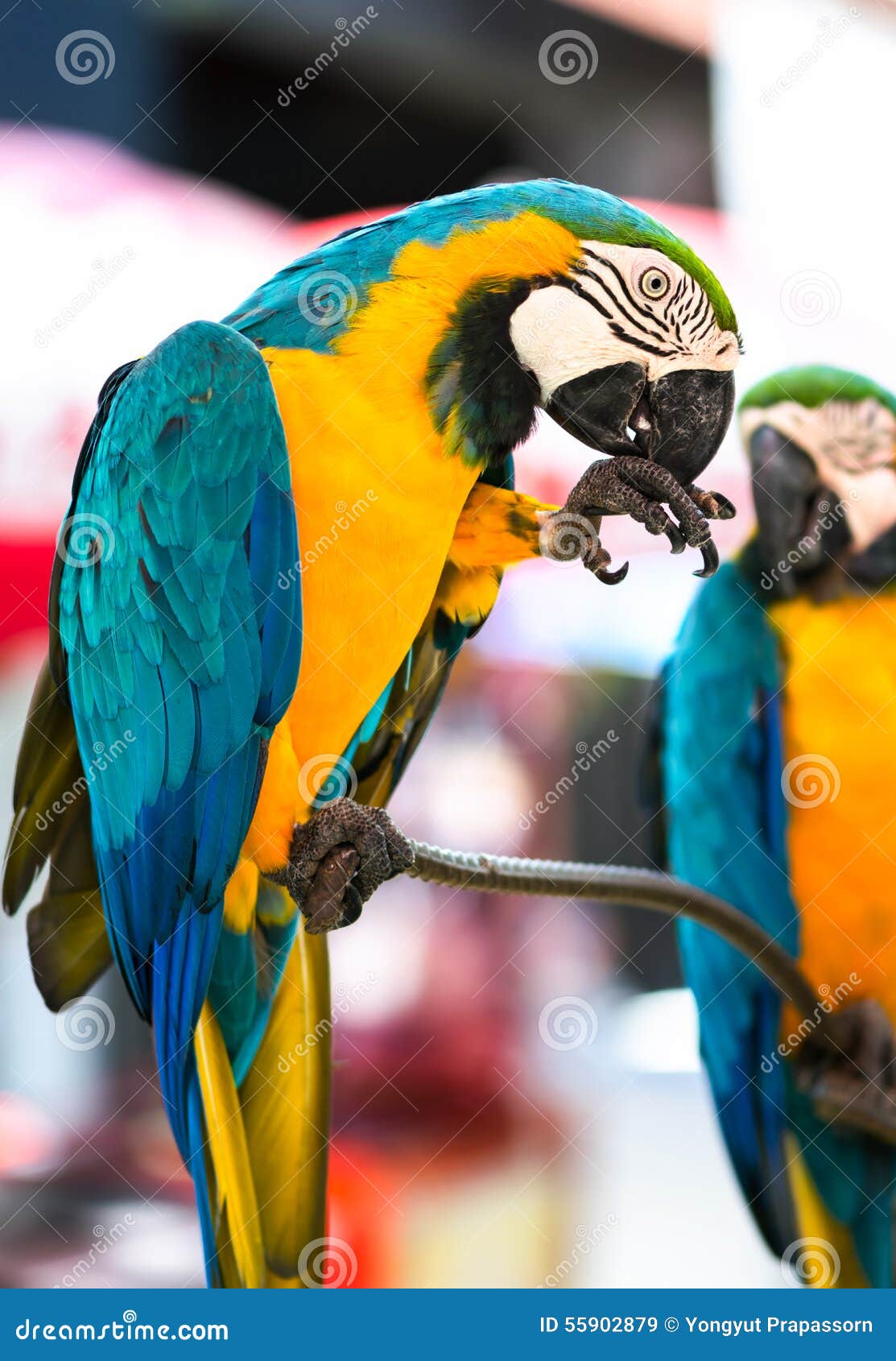 Macaw parrot stock image. Image of parrot, tropical, bird - 55902879