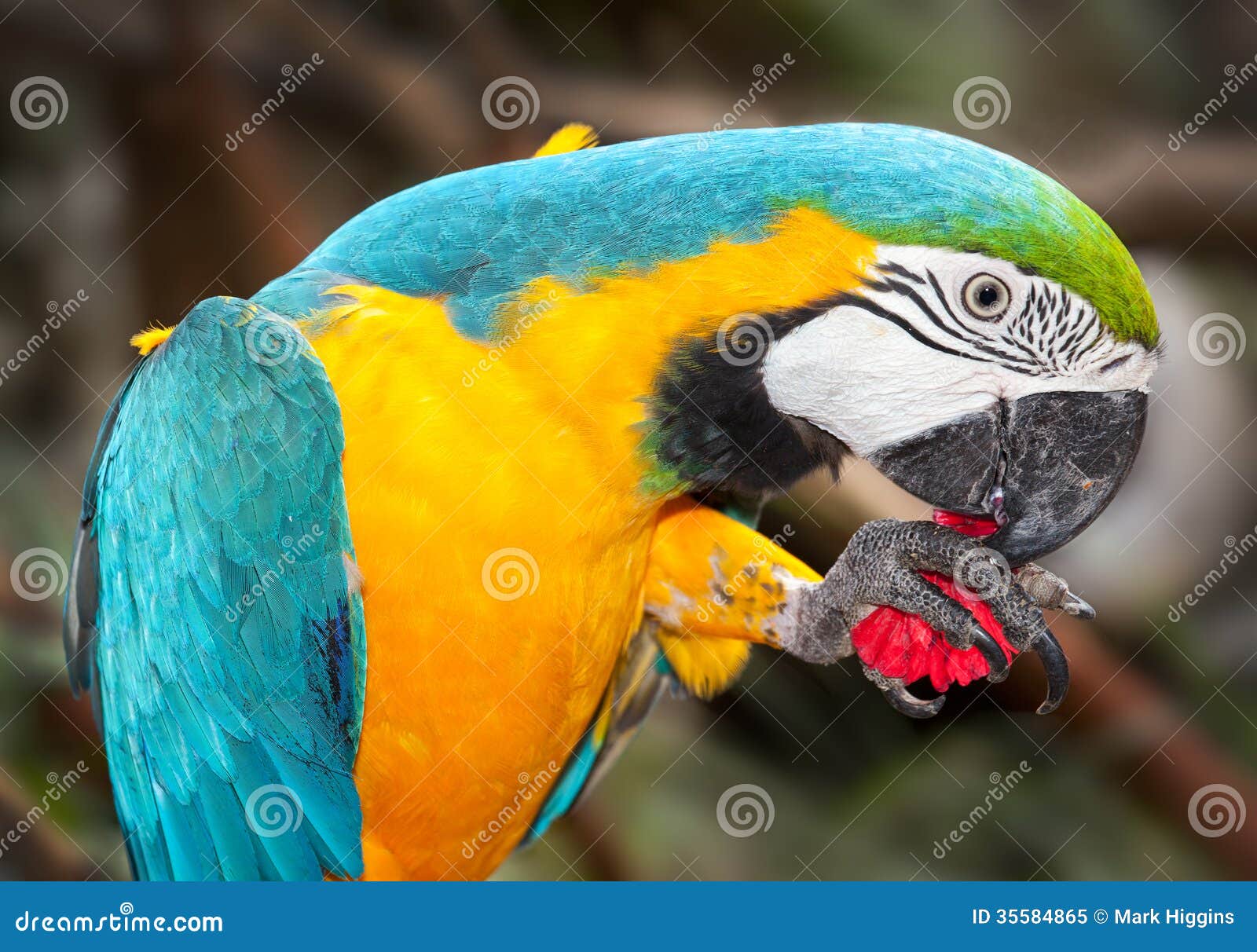 Macaw parrot stock image. Image of nature, claw, curiosity - 35584865