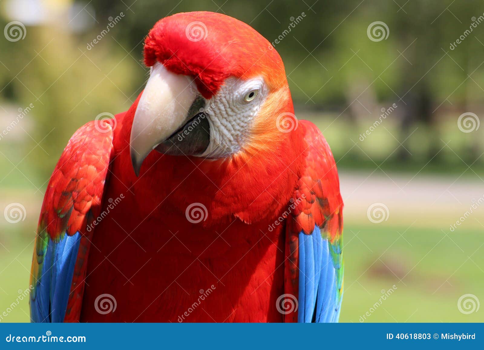 Macaw Parrot stock image. Image of blue, parrot, squawk - 40618803