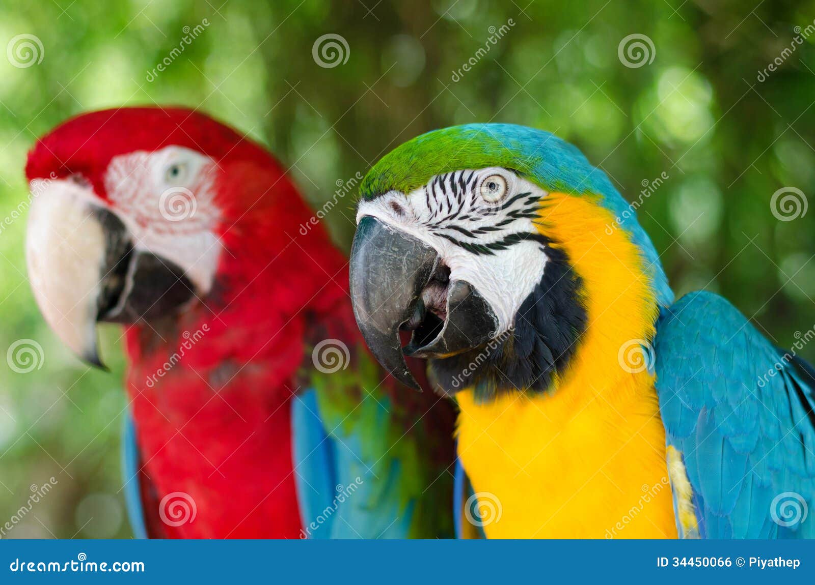 Macaw Parrot stock photo. Image of avian, living, green - 34450066