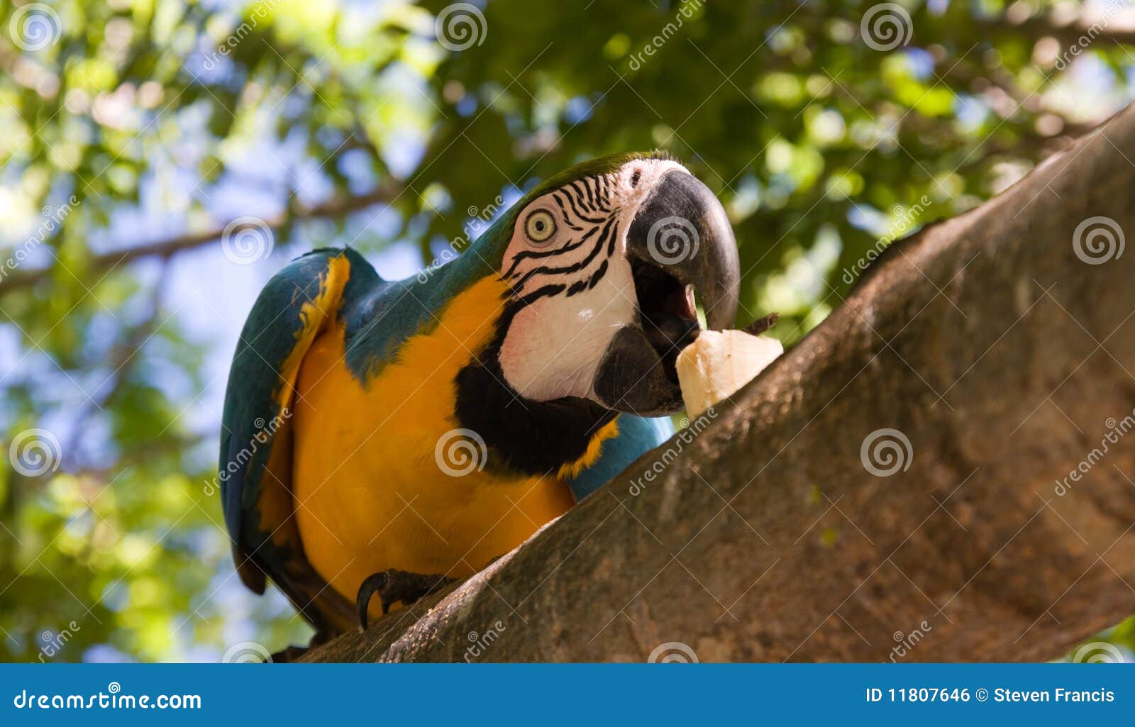 Macaw parrot eating stock photo. Image of colors, colours - 11807646