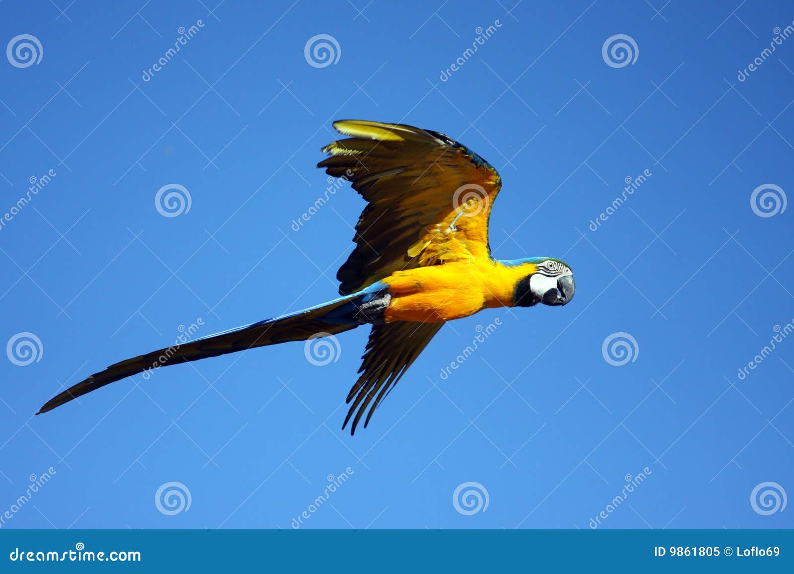 Parrot Flight. Red Parrot In Rain. Macaw Parrot Fly In Dark Green ...