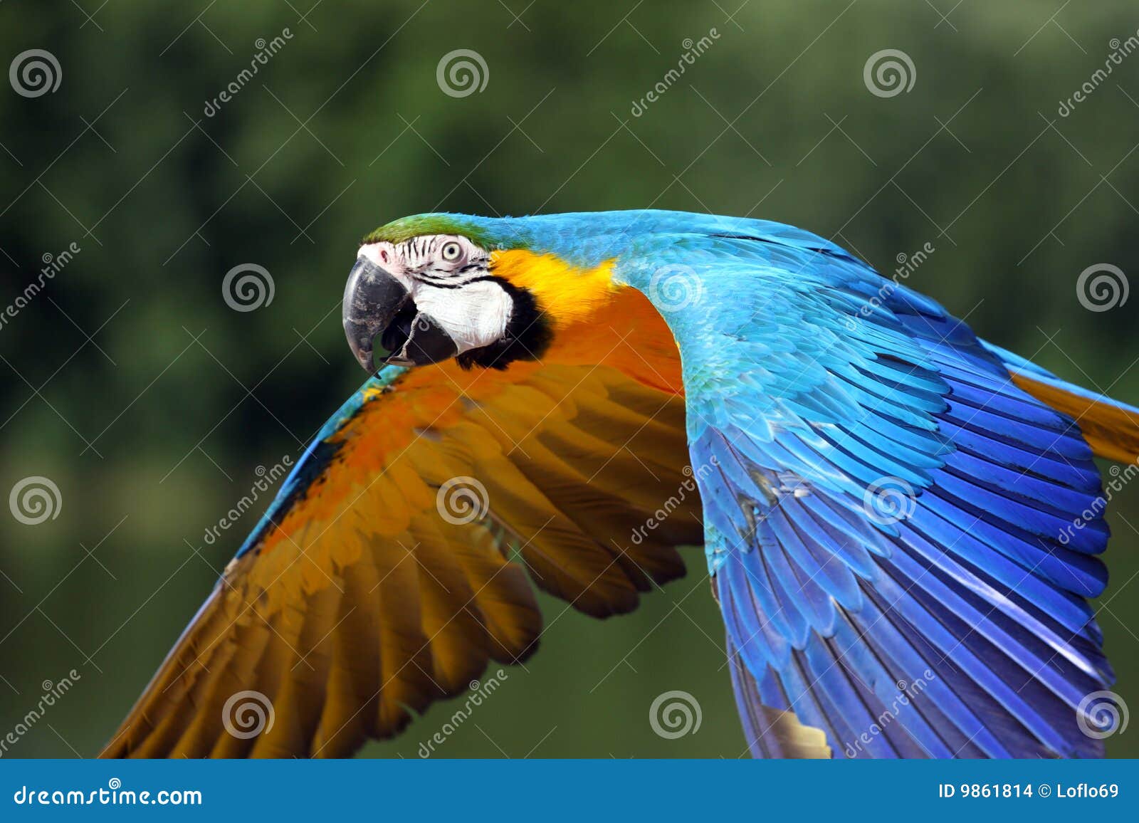 Macaw parrot in flight stock photo. Image of nature, flight - 9861814