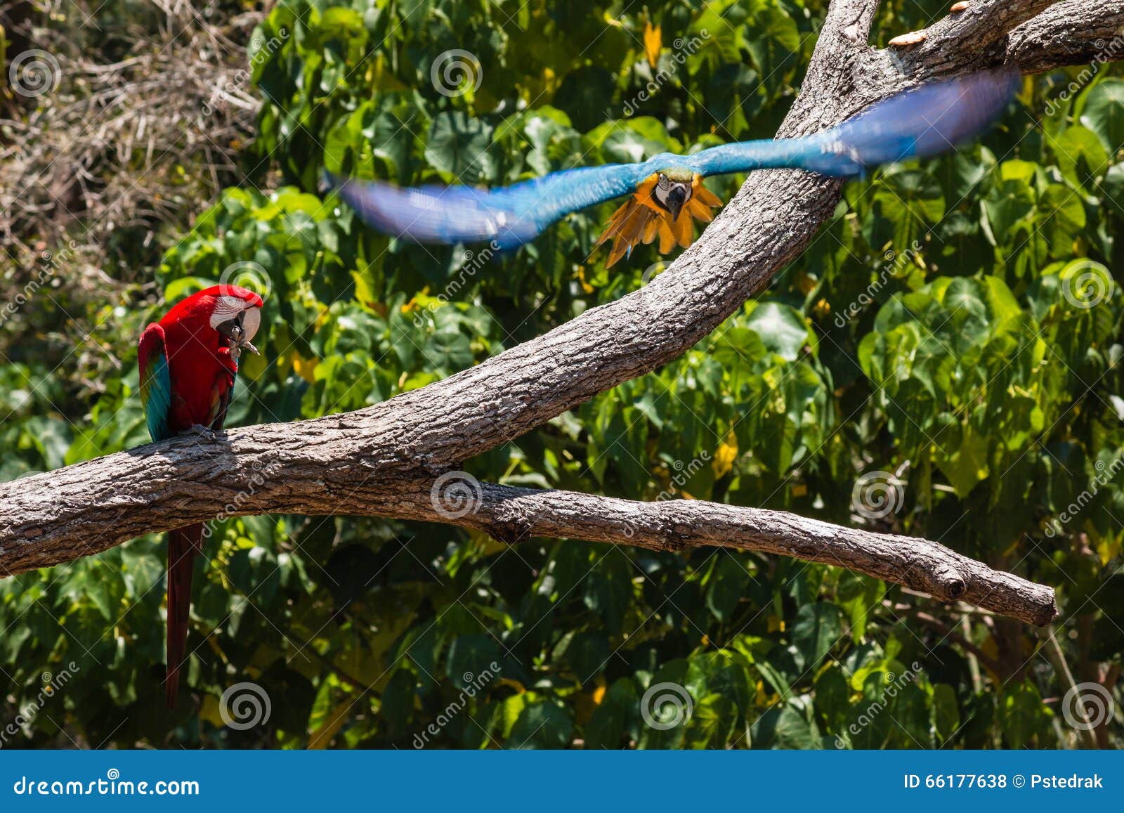Macaw parrot in flight stock photo. Image of wildlife - 66177638