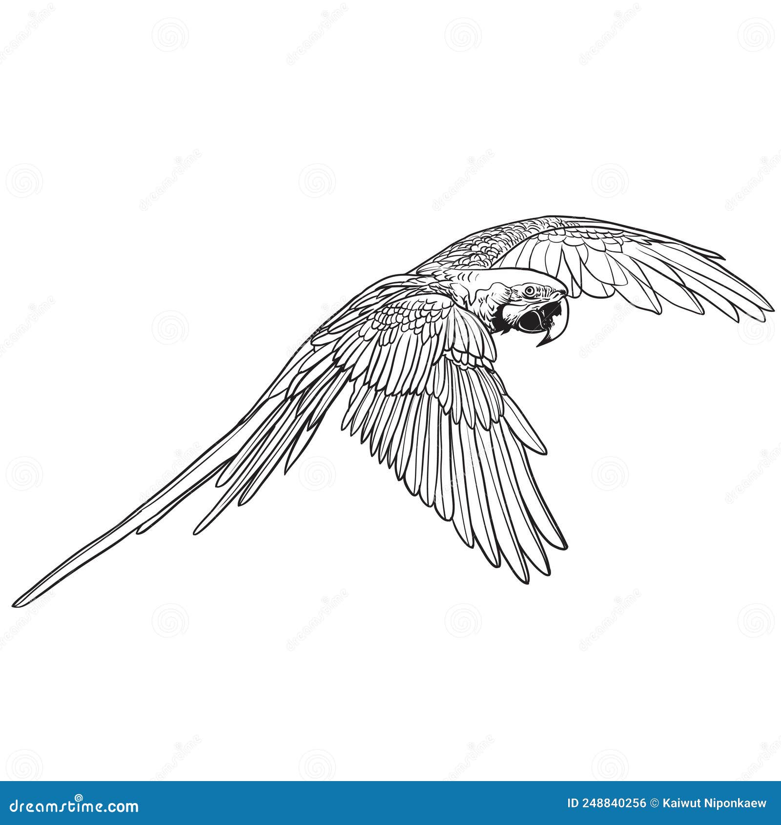 Macaw Parrot in Flight Vector Stock Vector - Illustration of drawn ...