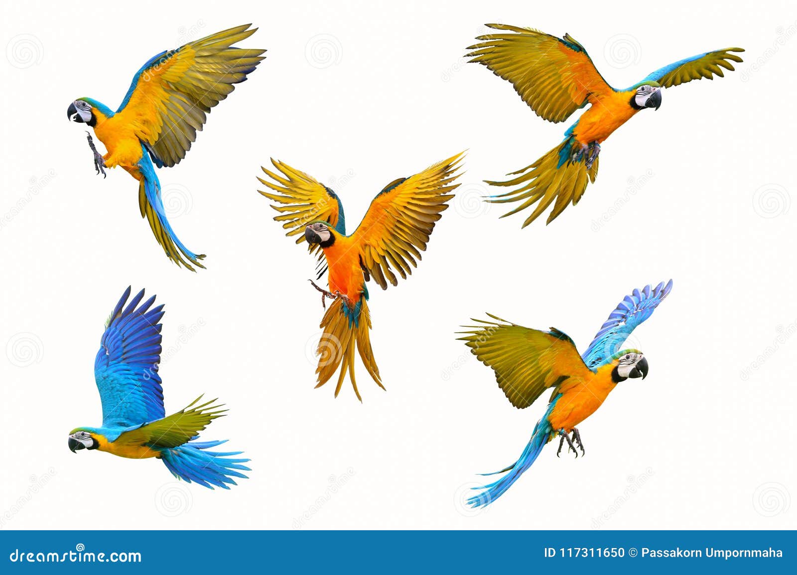 Macaw Parrot Wearing A Bavarian Hat Royalty-Free Stock Photography ... Macaw Parrot Wearing A Bavarian Hat Royalty-Free Stock Photography ...
