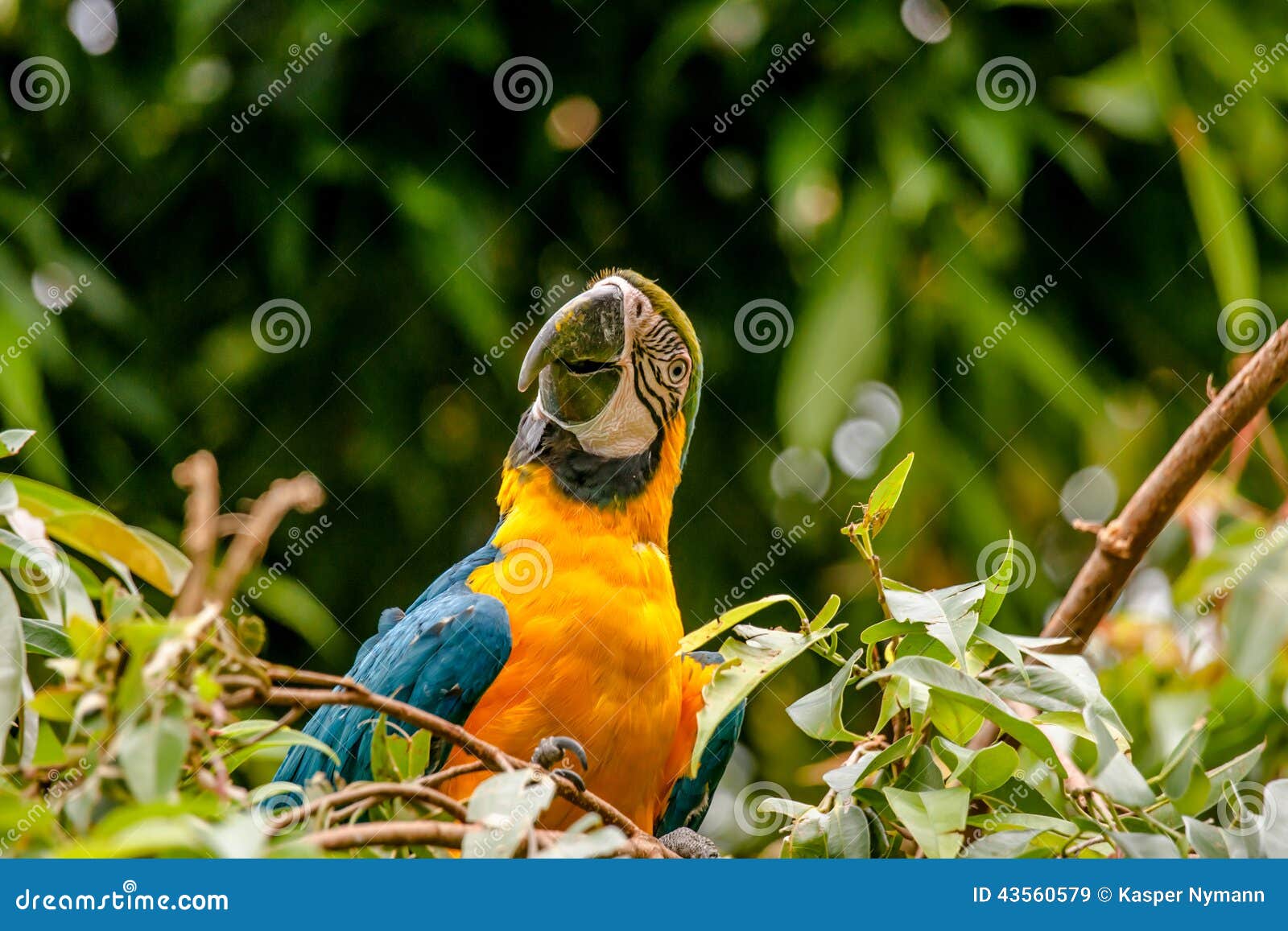 Macaw Parrot Looking into the Camera Stock Image - Image of america ...