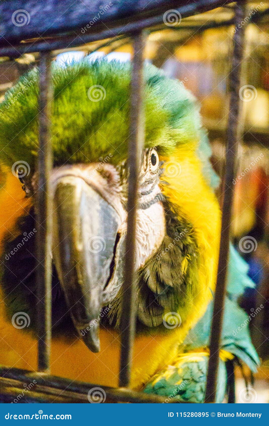 Macaw Parrot Looking at Camera, Greece Stock Image - Image of metal ...