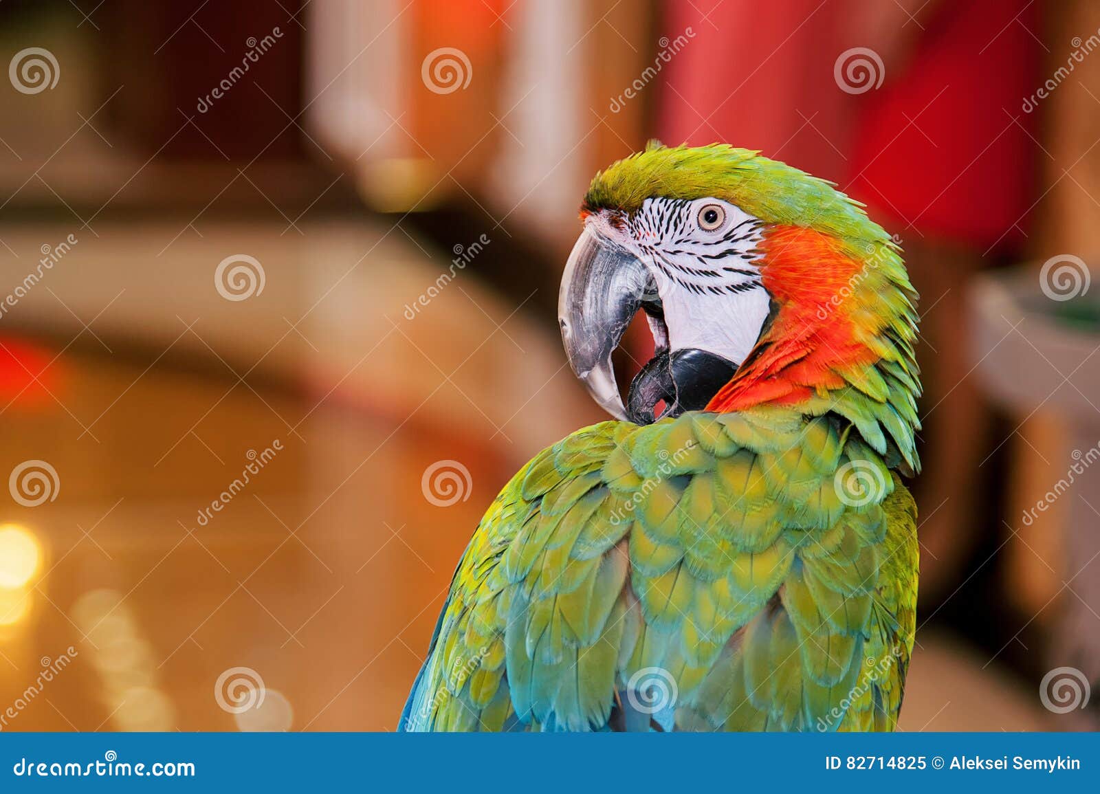 Macaw Parrot Looking the Camera and Posing Stock Image - Image of bird ...