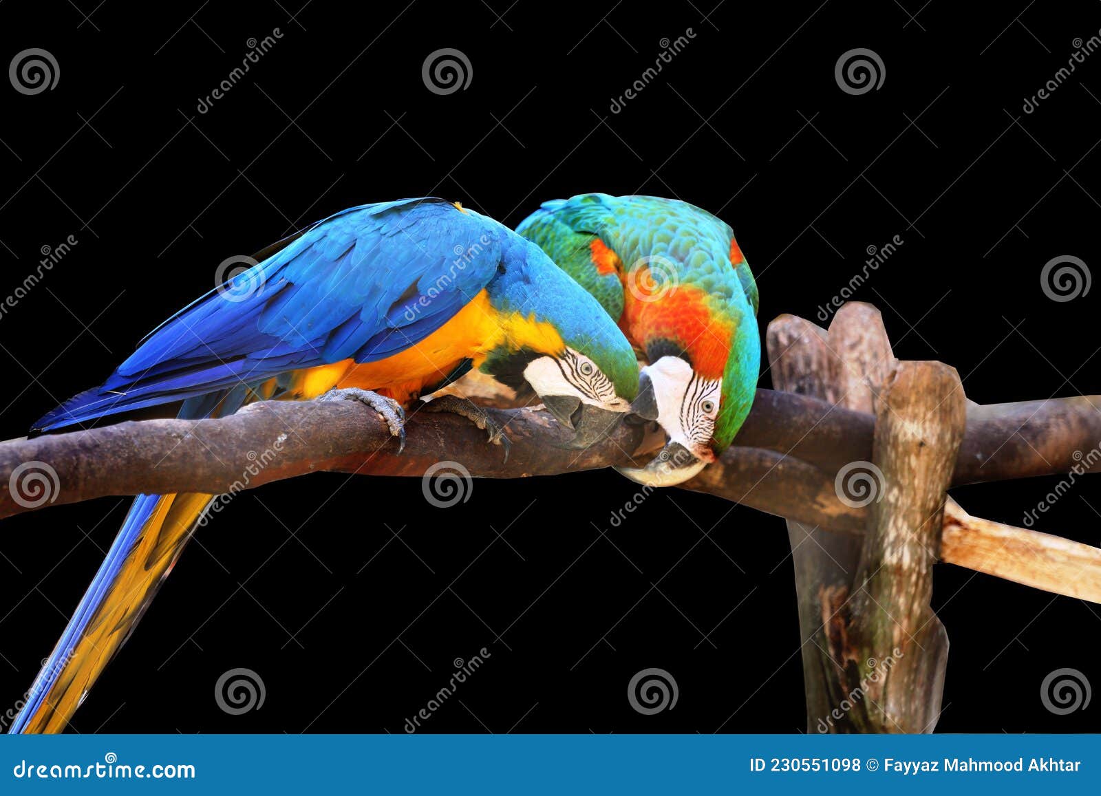 Macaw Parrot stock photo. Image of wildlife, rainbow - 230551098