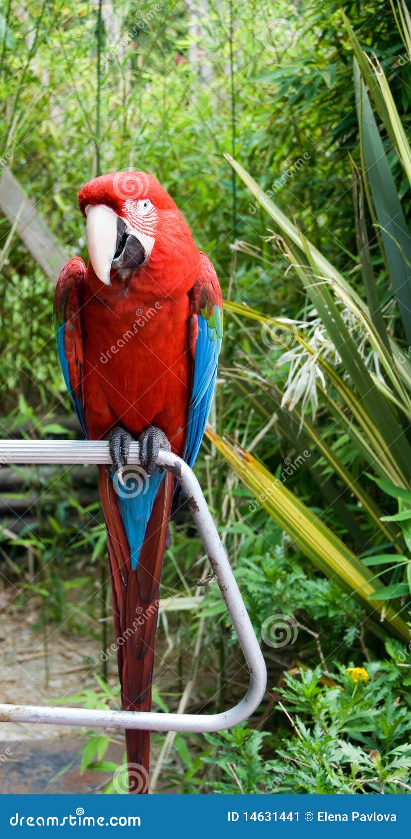 The Macaw Parrot Perched on a Branch Stock Image - Image of bird ...