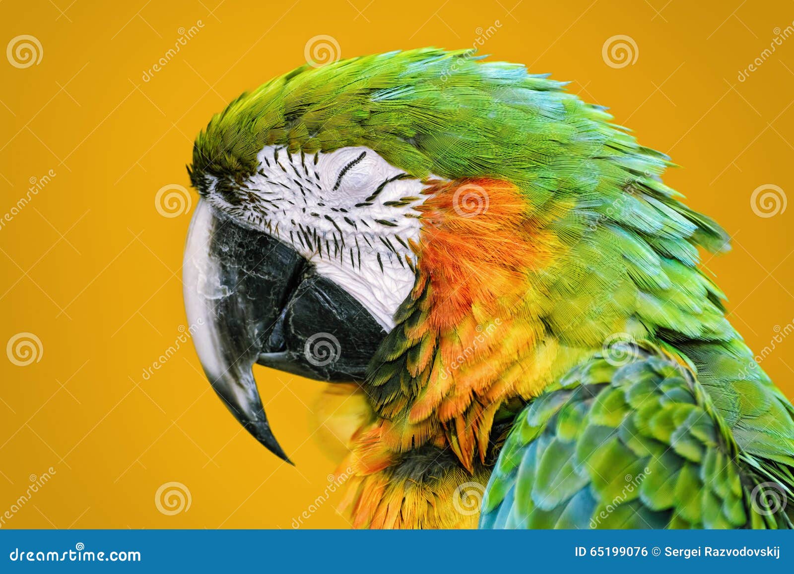 189 Sleeping Macaw Parrot Stock Photos - Free & Royalty-Free Stock ...