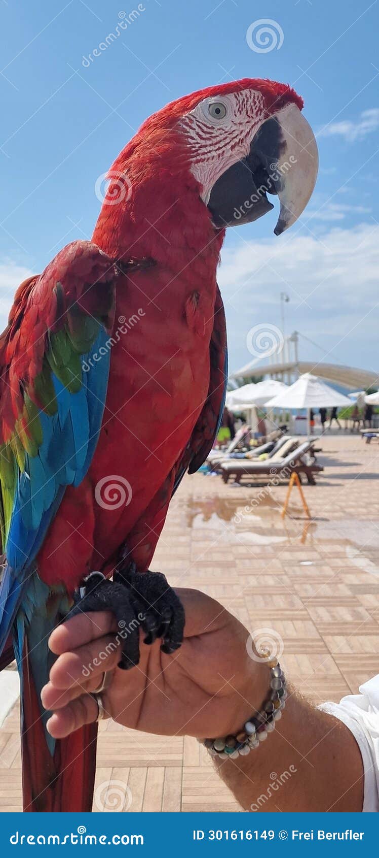 Parrot Motley Figure On A Colorful Background Of Garden Flowers. Parrot ...