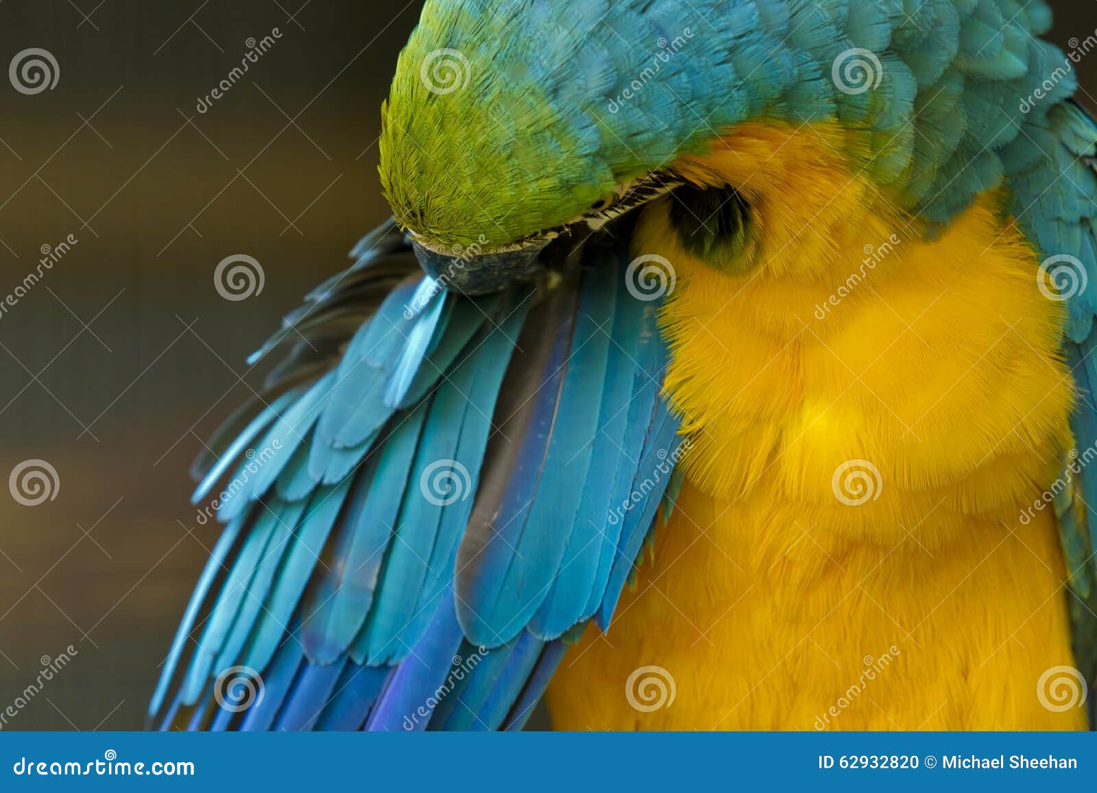 Macaw parrot preening stock photo. Image of looking, shot - 62932820