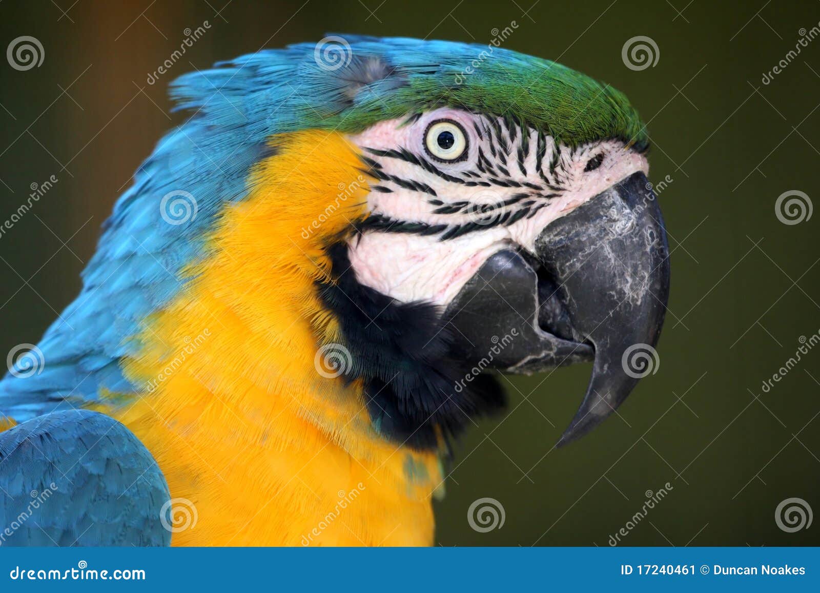 Macaw Parrot Profile stock image. Image of color, blue - 17240461