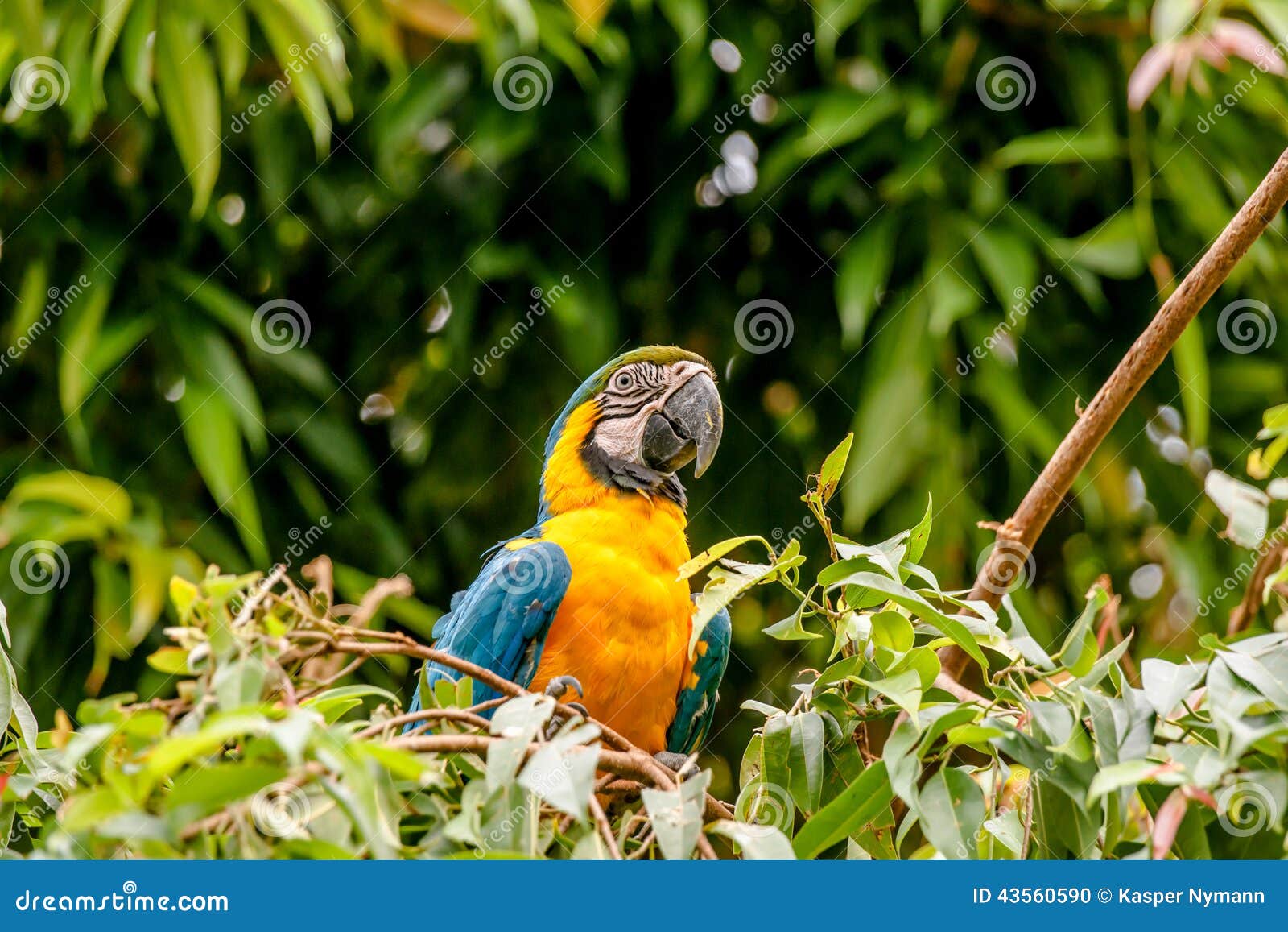 Macaw Parrot in a Rainforest Stock Photo - Image of bird, green: 43560590