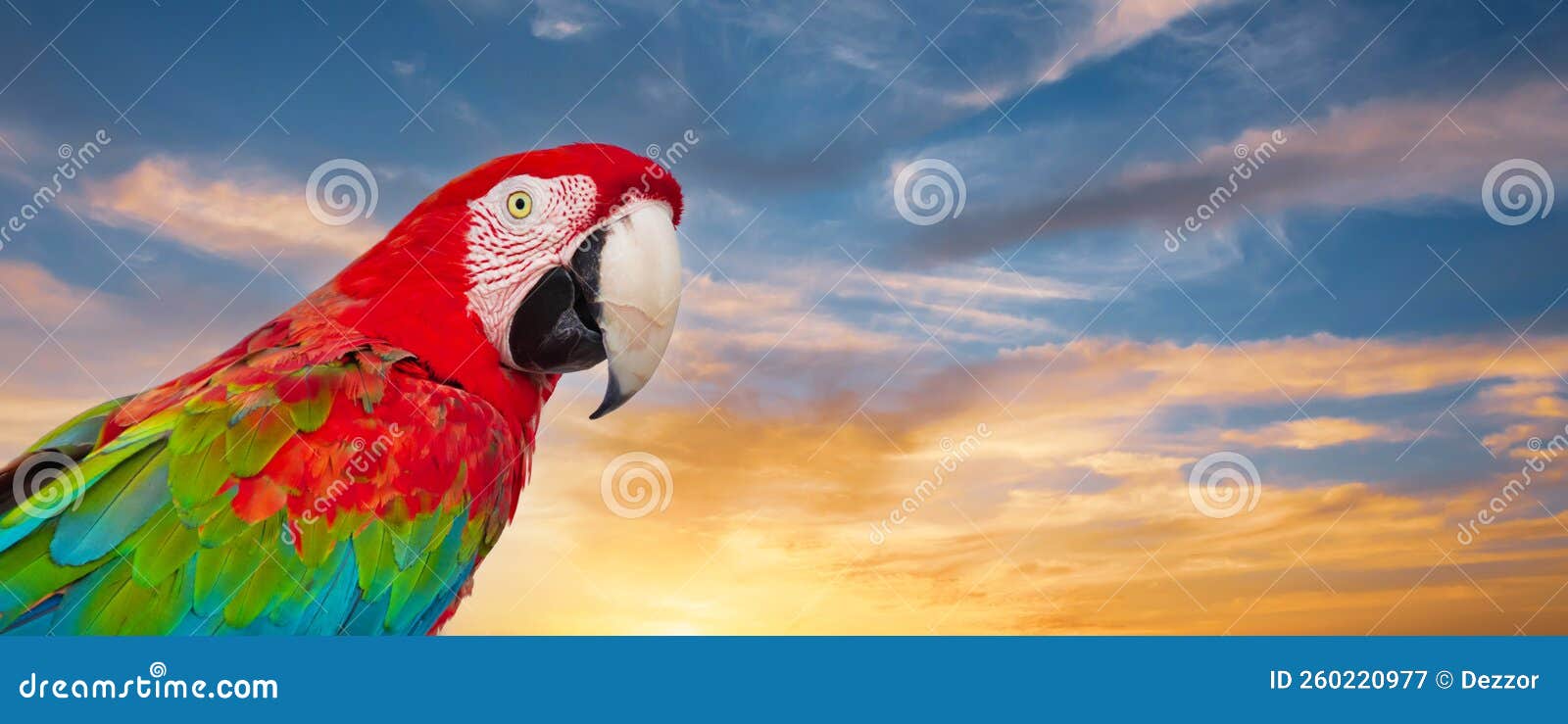 Macaw Parrot with a Red Head and a Colored Body in Profile on a Sunset ...