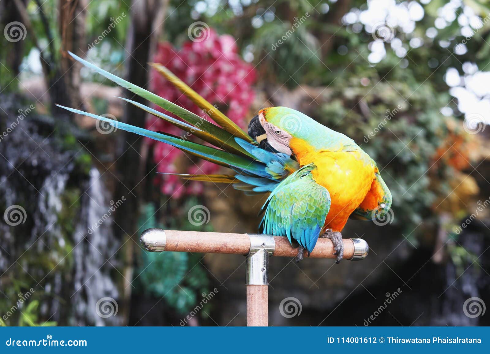 Macaw Parrot is Scratching His Tail. Parrot is Tilted To the Tail ...