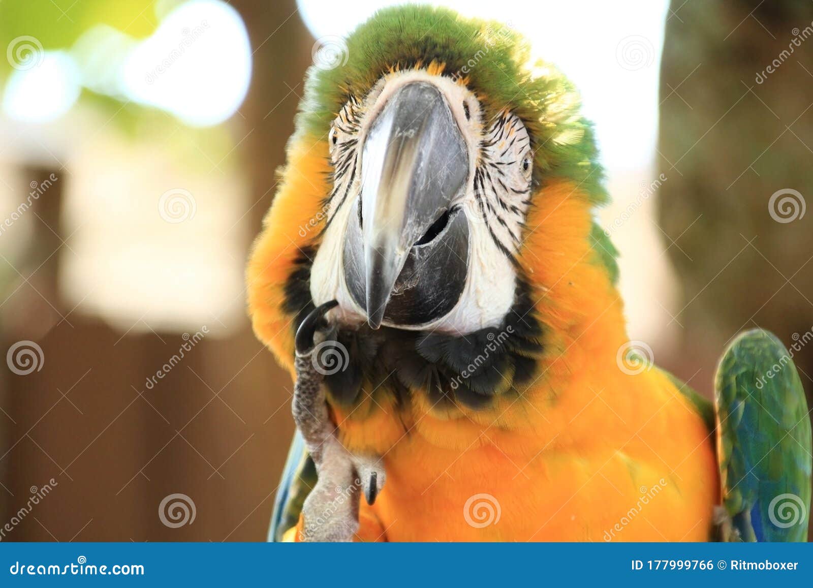 Macaw Parrot Scratching Its Face Outdoors Stock Photo - Image of pair ...