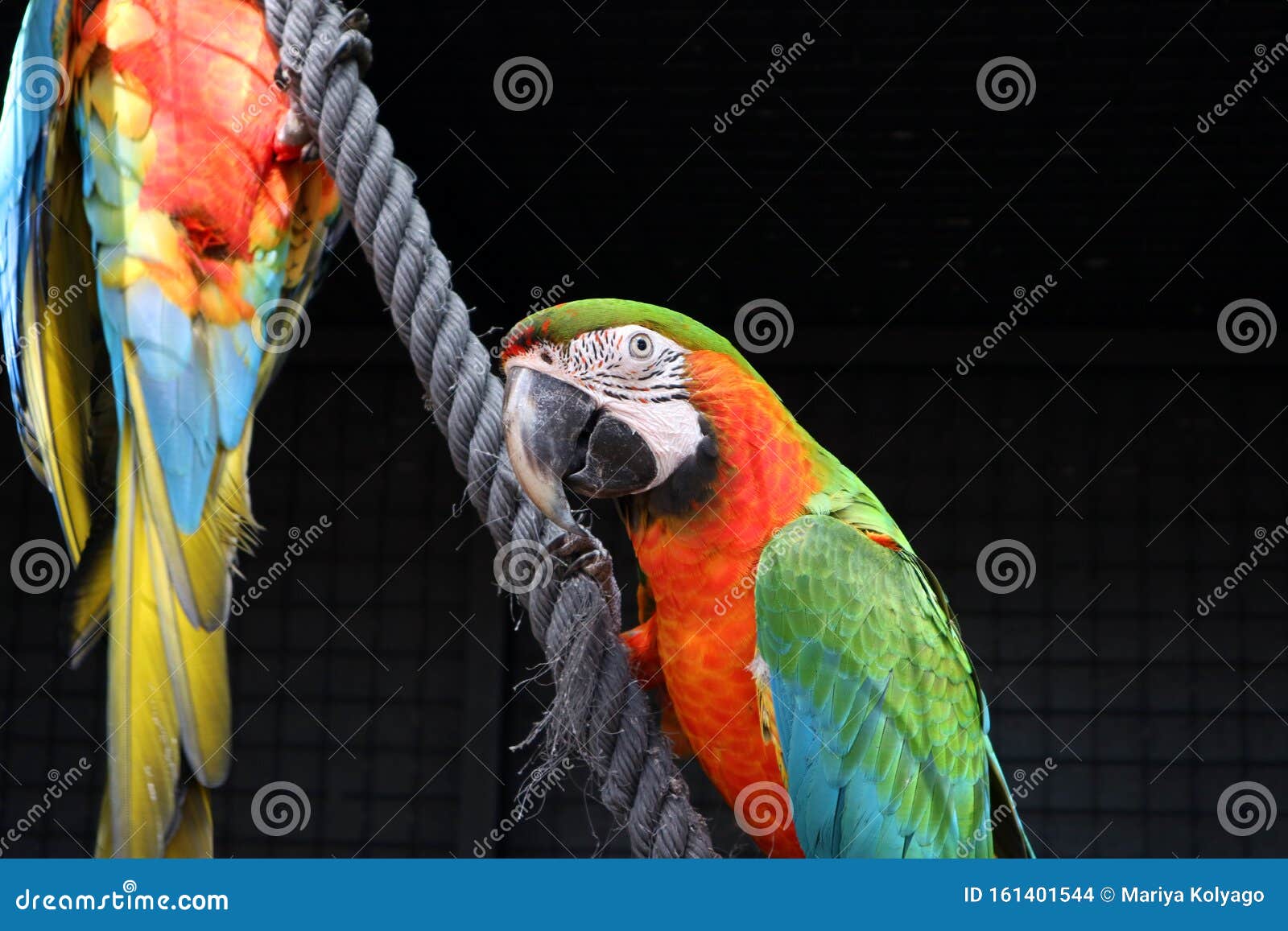 Macaw Parrot Sitting on a Rope Bright Red Big Stock Photo - Image of ...