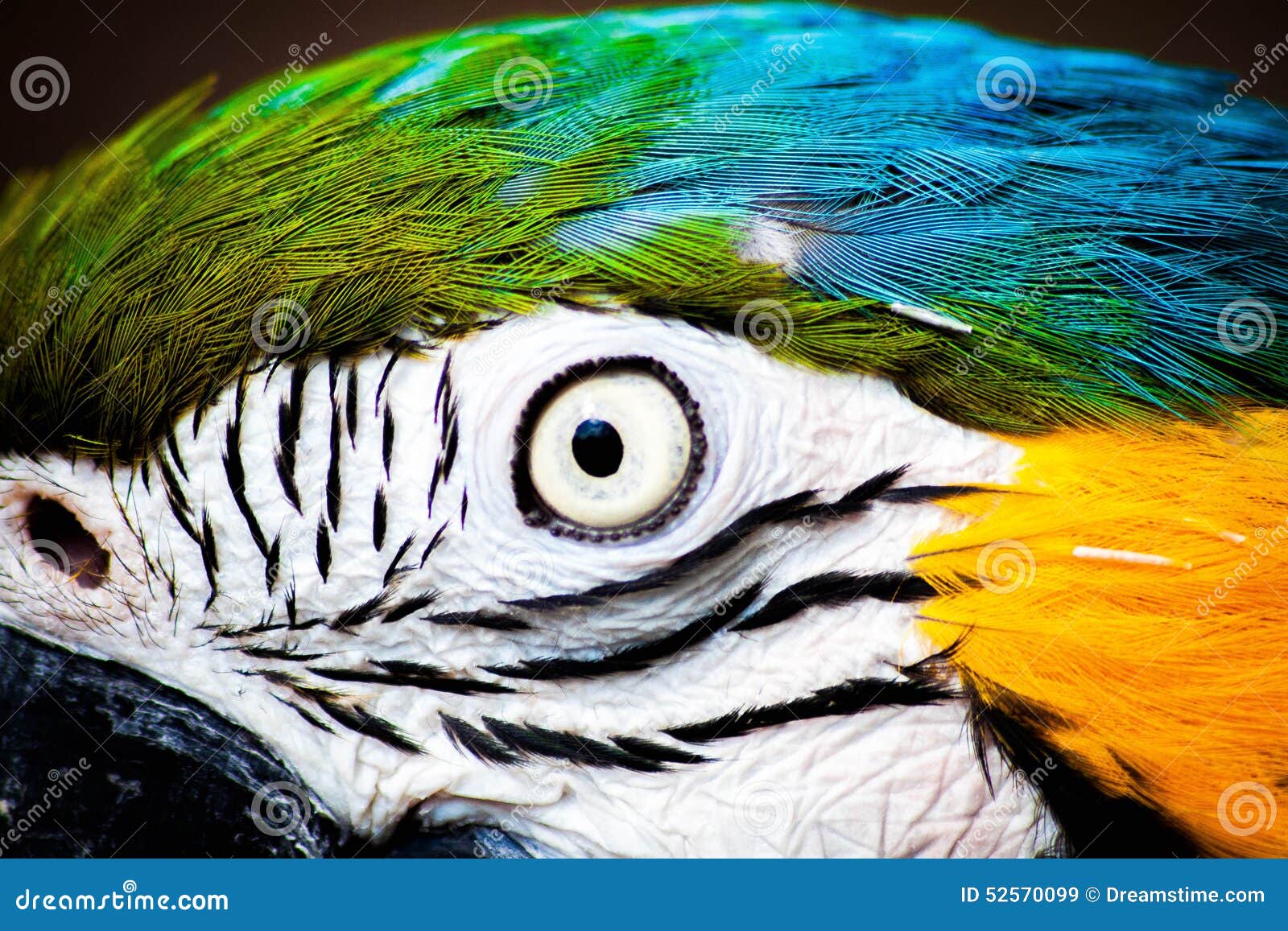 Macaw Parrot stock image. Image of colourful, safari - 52570099