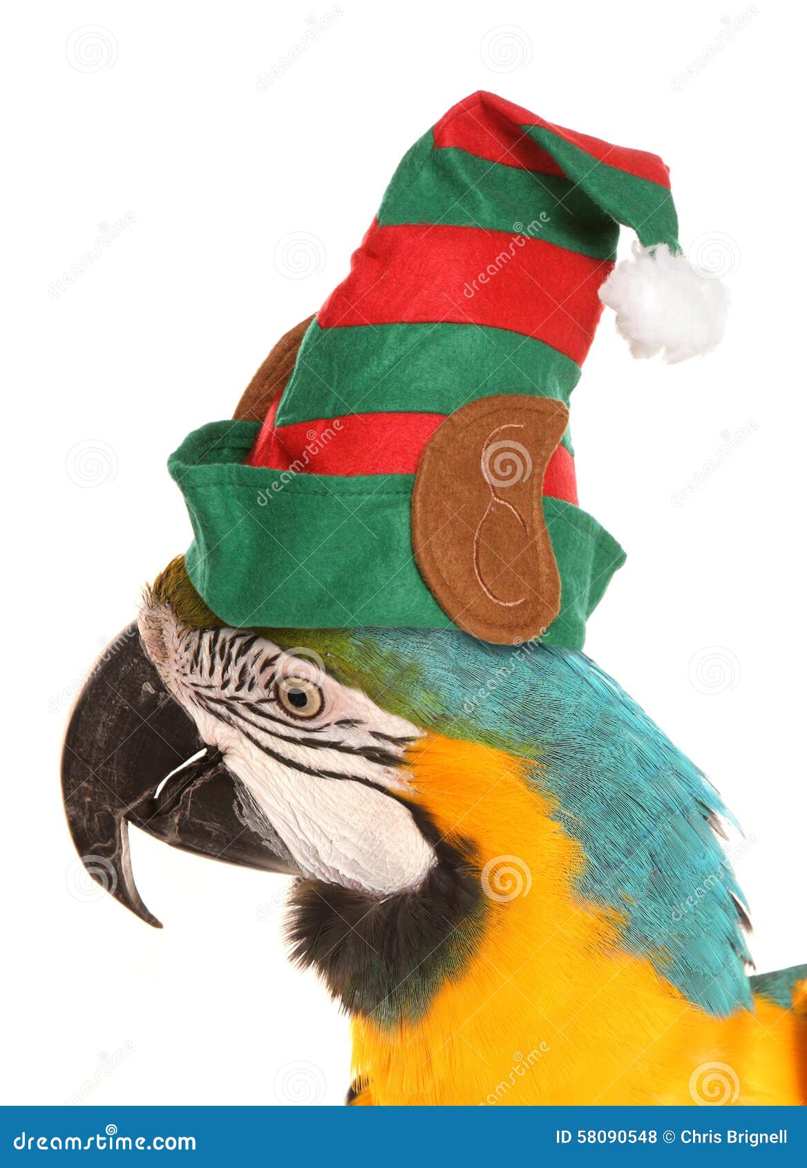 Macaw Parrot Wearing a Christmas Elf Hat Stock Photo - Image of bird ...