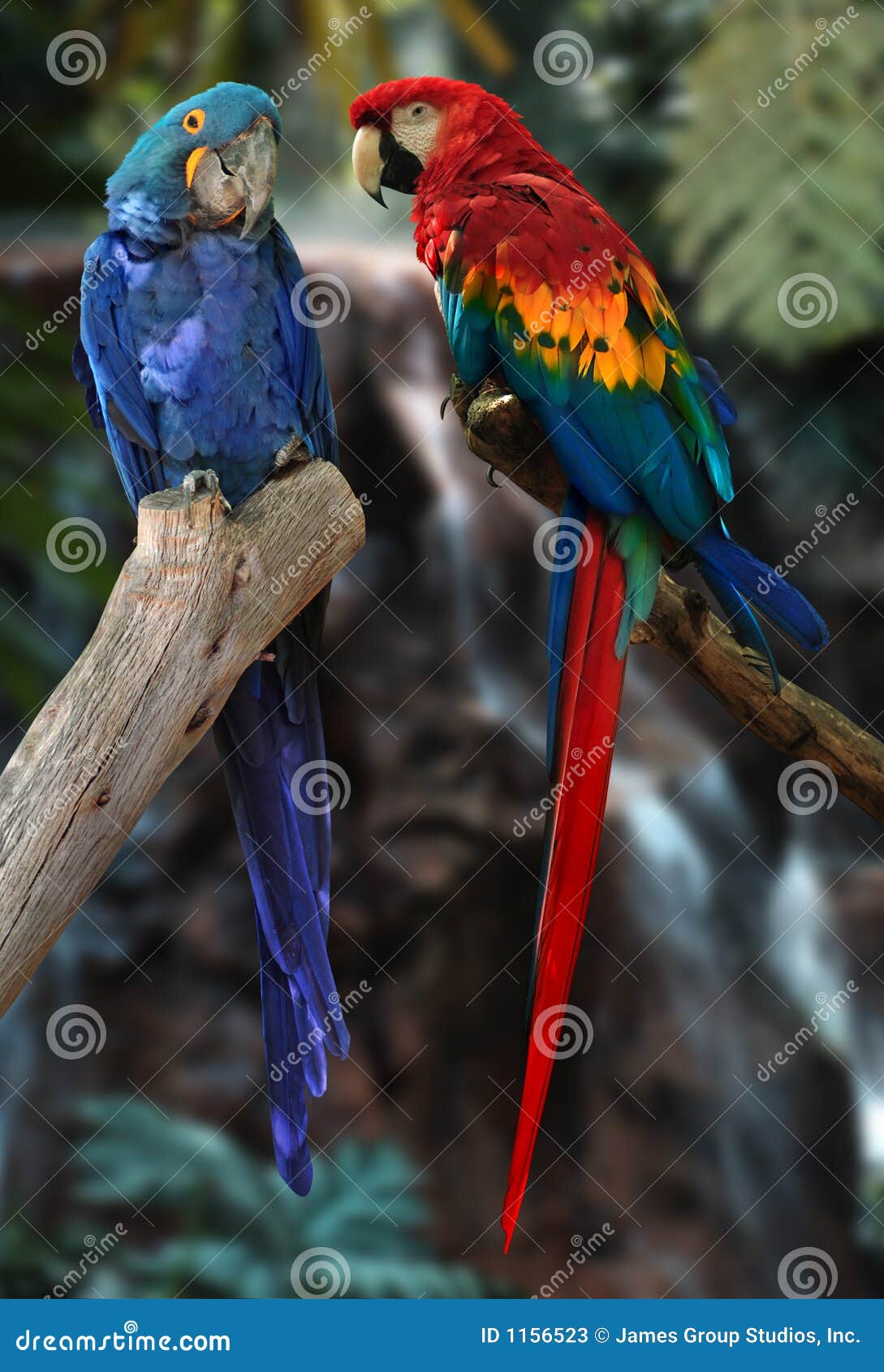 Macaw parrots stock image. Image of rainforest, nature - 1156523