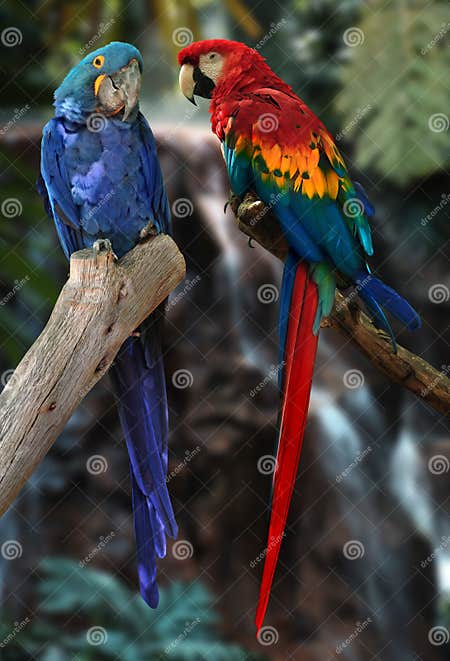 Macaw parrots stock image. Image of rainforest, nature - 1156523