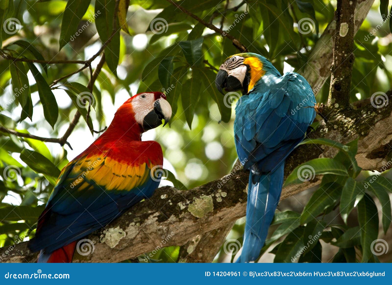 Macaw parrots stock image. Image of amazon, nature, perch - 14204961