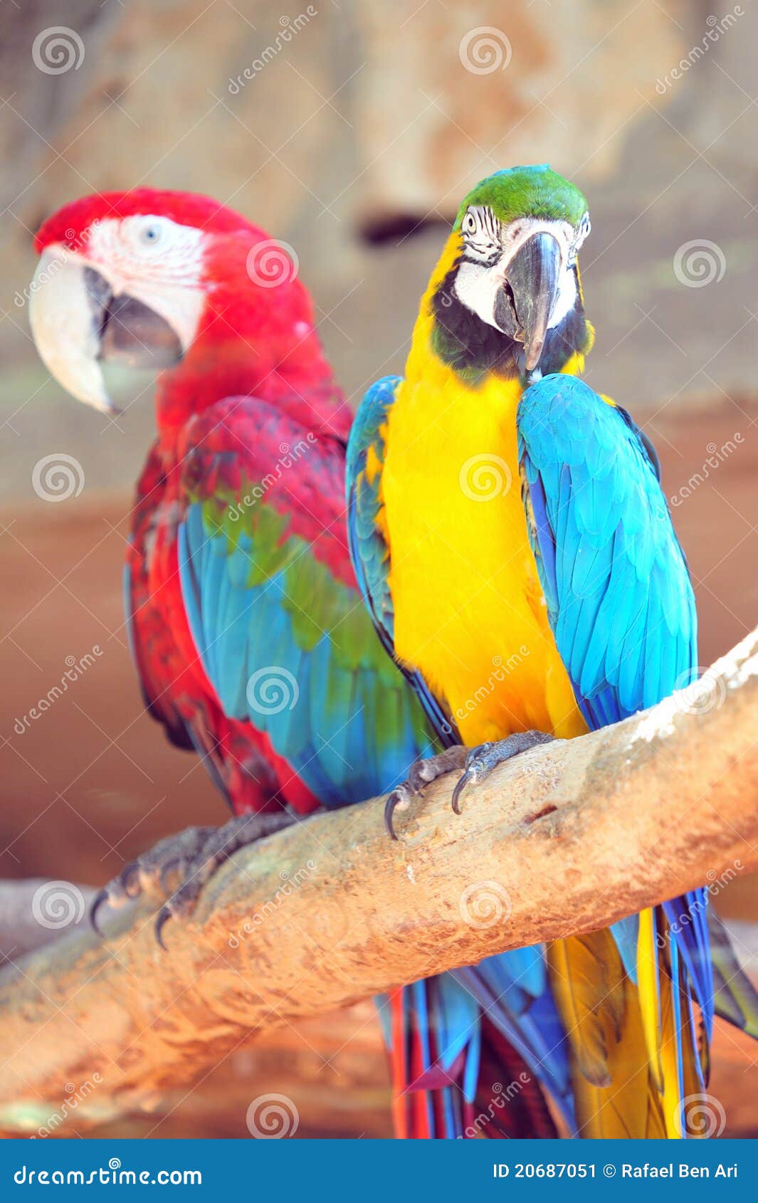 Macaw Parrots stock image. Image of cute, nature, playful - 20687051