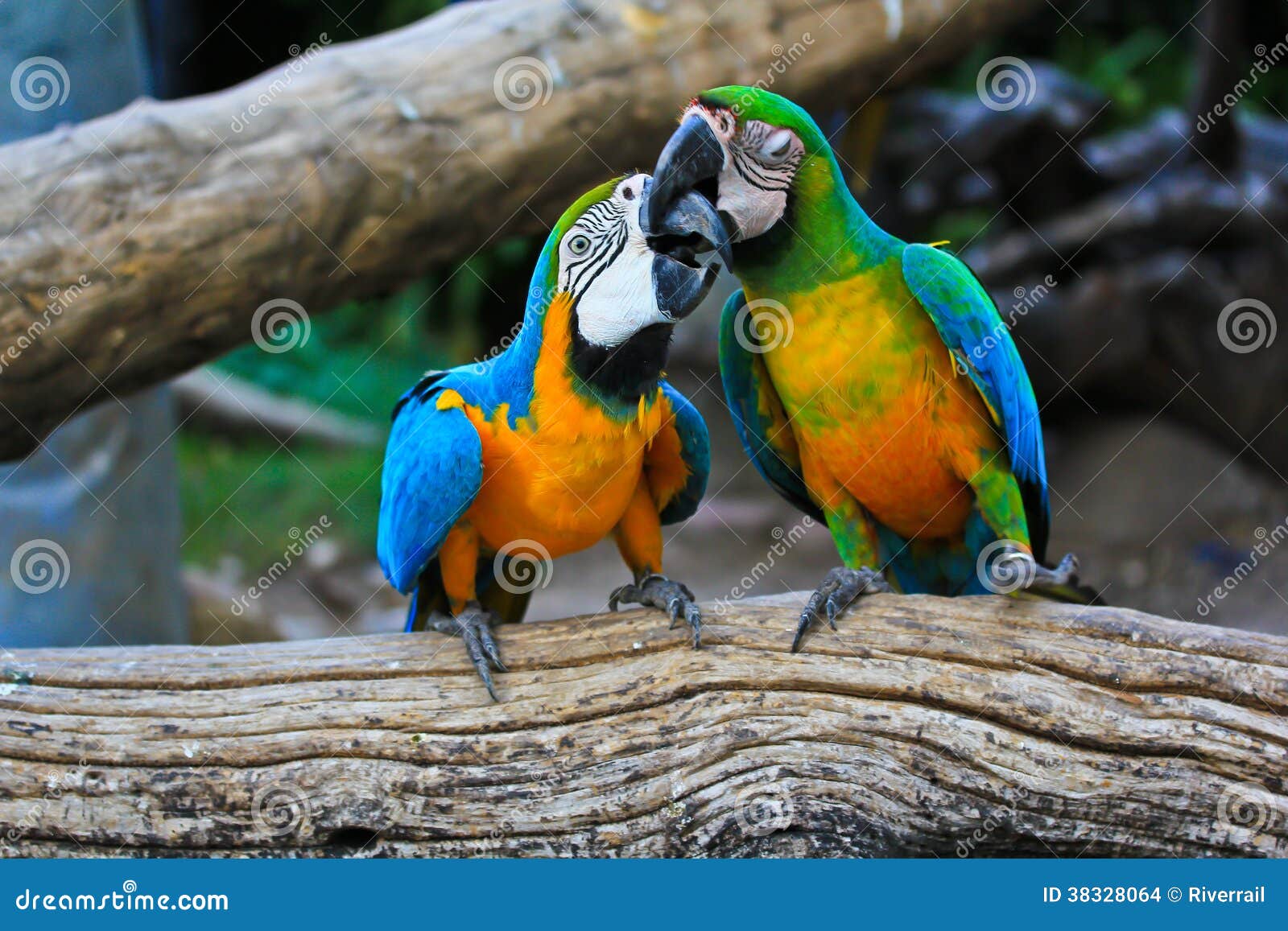 Macaw parrots stock photo. Image of redandgreen, aviary - 38328064