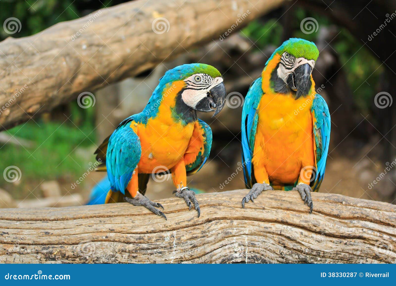 Macaw parrots stock image. Image of natural, perch, life - 38330287