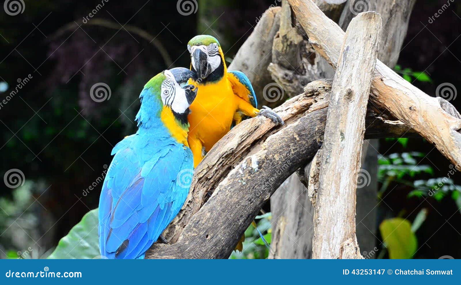Macaw parrots. stock video. Video of parrot, animals - 43253147