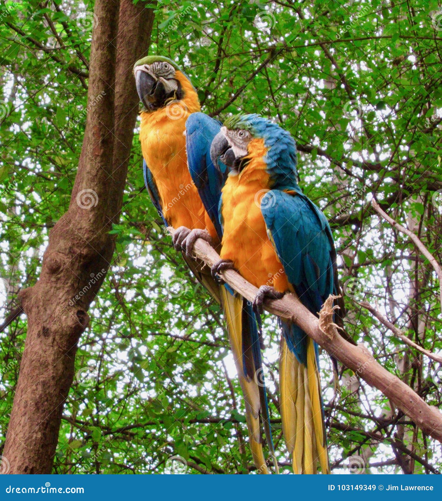 Macaw Parrots in Guyaguill, Ecuador Stock Image - Image of south ...