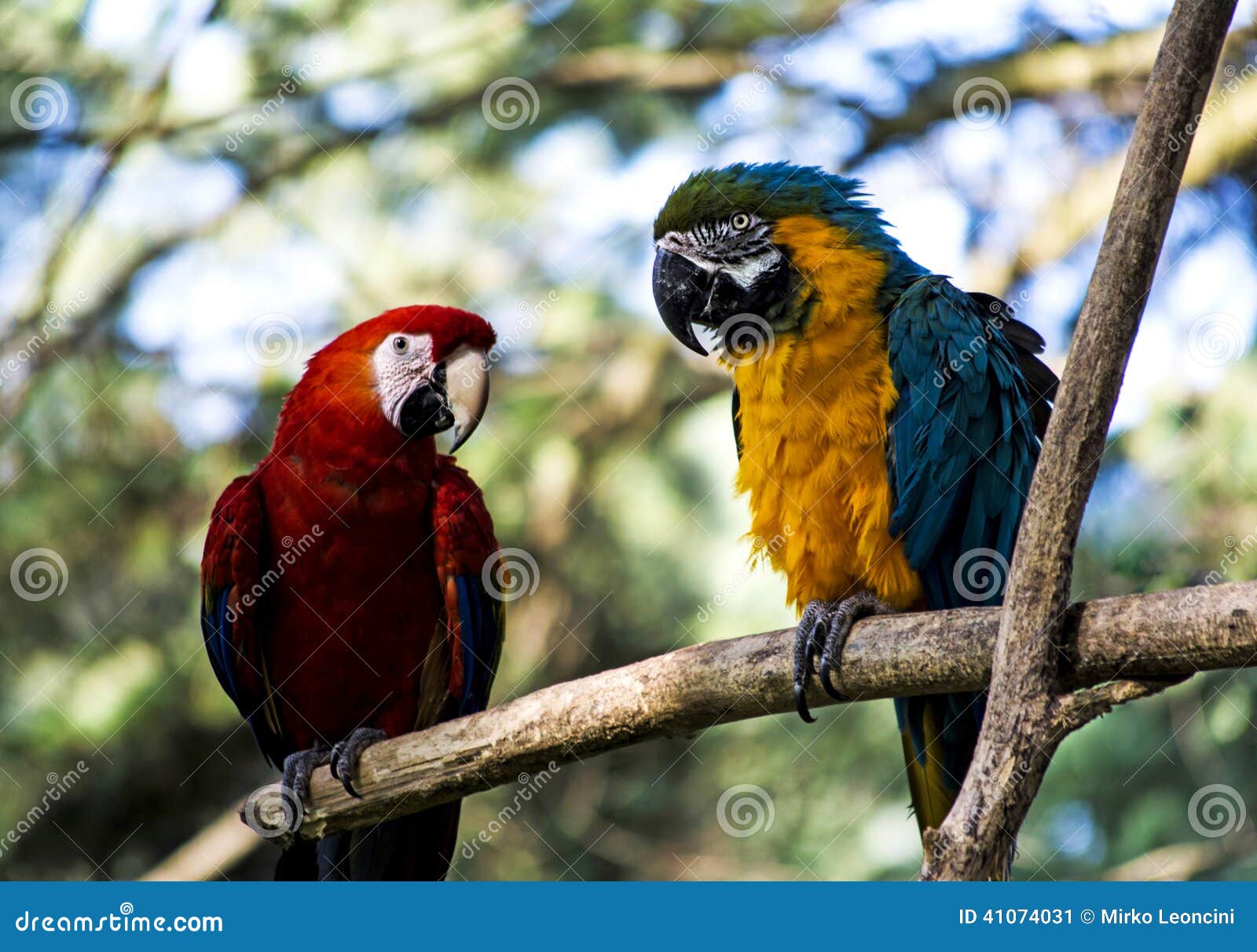 Macaw parrots stock image. Image of branch, parrot, aviary - 41074031