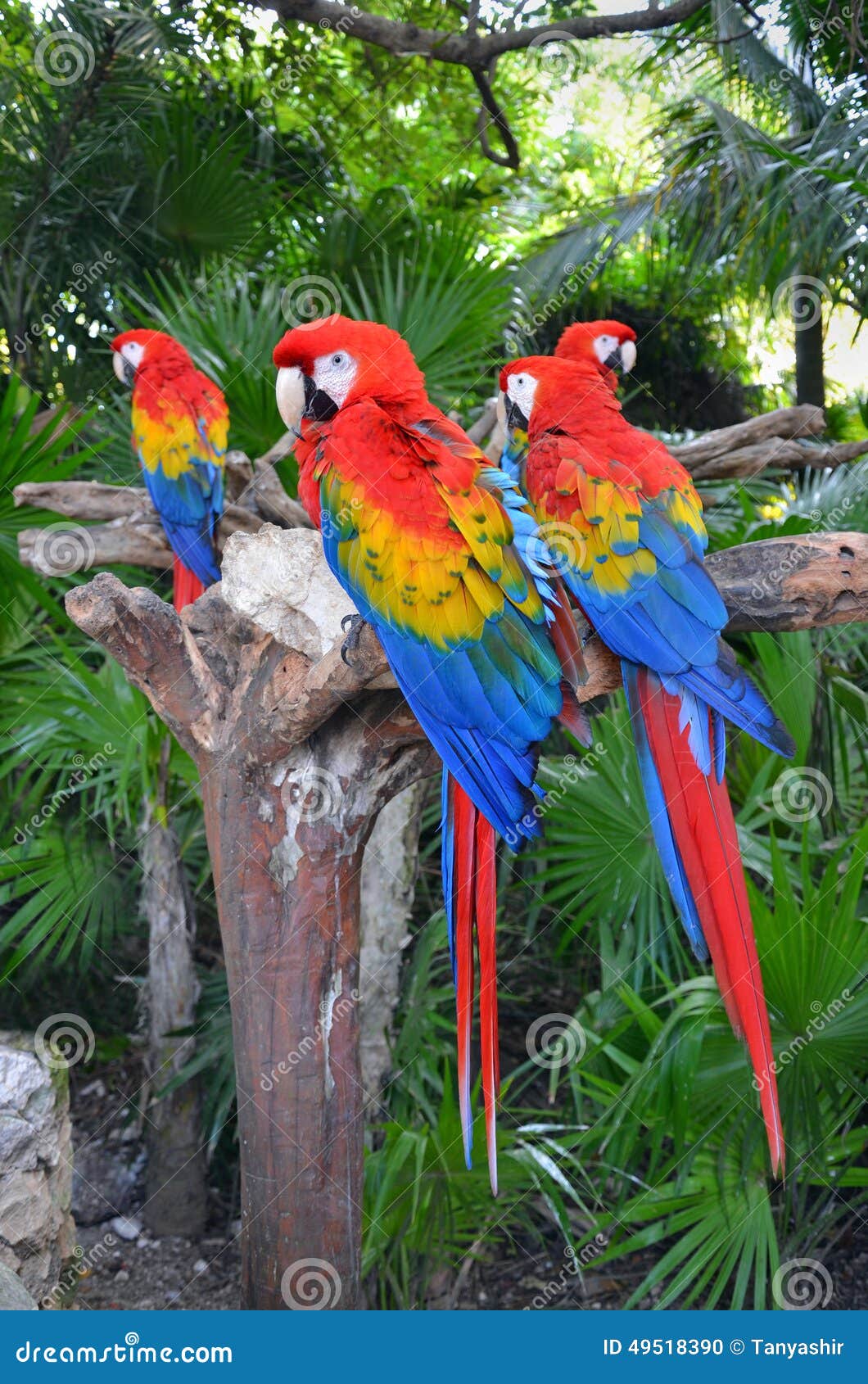 Macaw parrots stock photo. Image of parrot, colors, yellow - 49518390