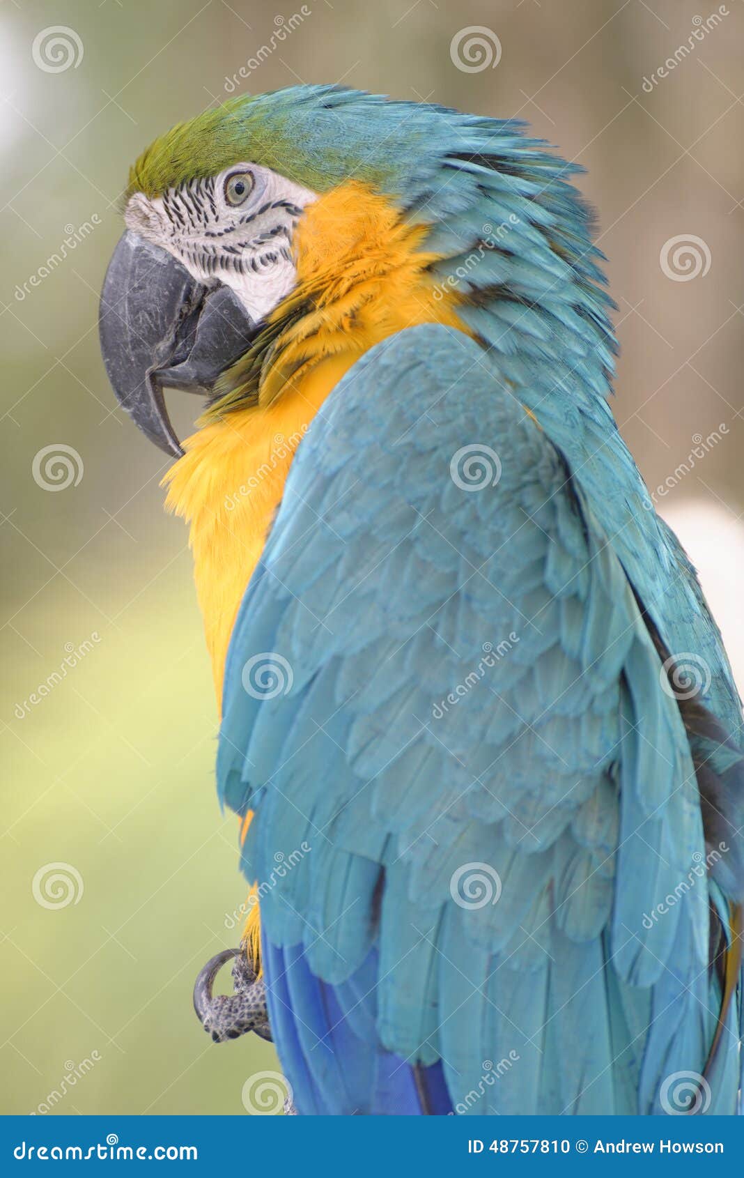 Macaw parrots stock photo. Image of lima, beak, green - 48757810