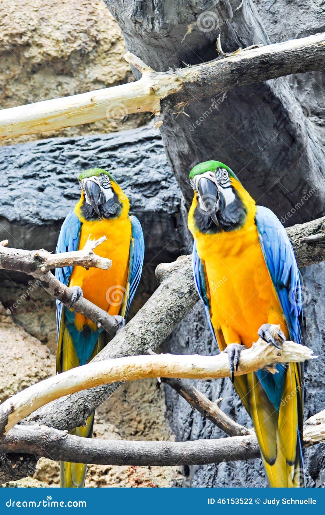 Macaw Parrots stock photo. Image of intertainment, macaw - 46153522