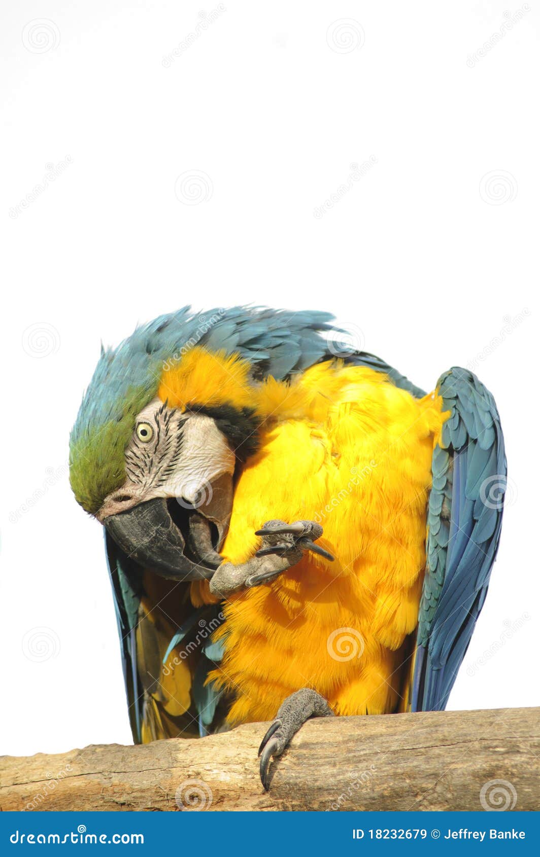 Macaw perched preening stock image. Image of macaw, indigenous - 18232679