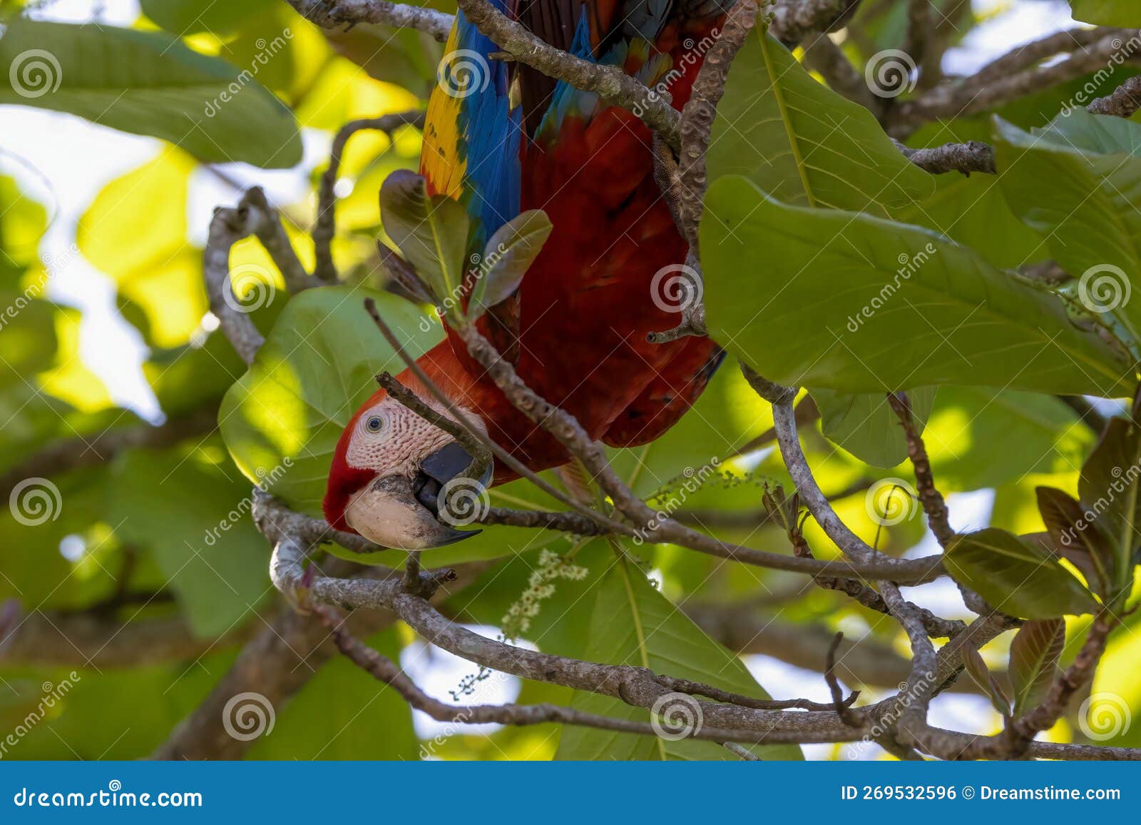 Macaw Perching on a Branch of Tree. Stock Photo - Image of wildlife ...
