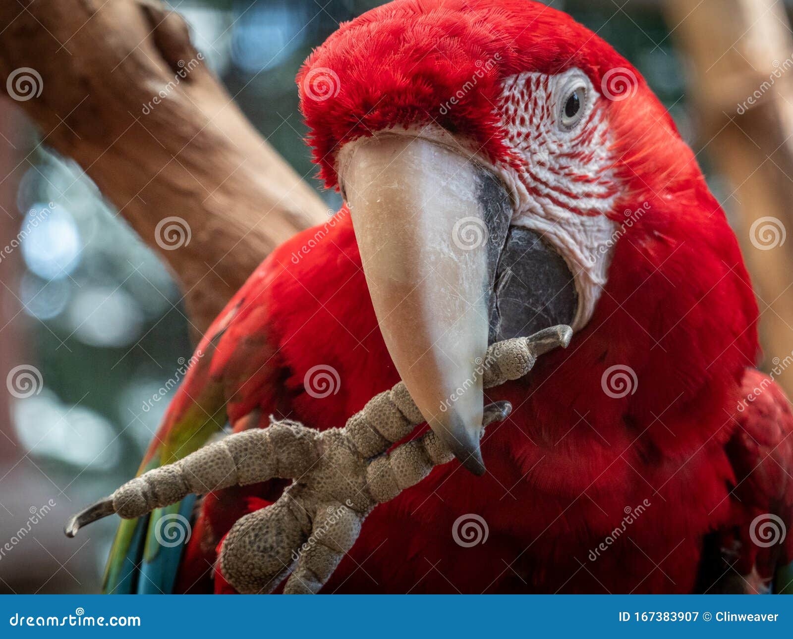 Macaw Picking its Toes stock image. Image of feather - 167383907
