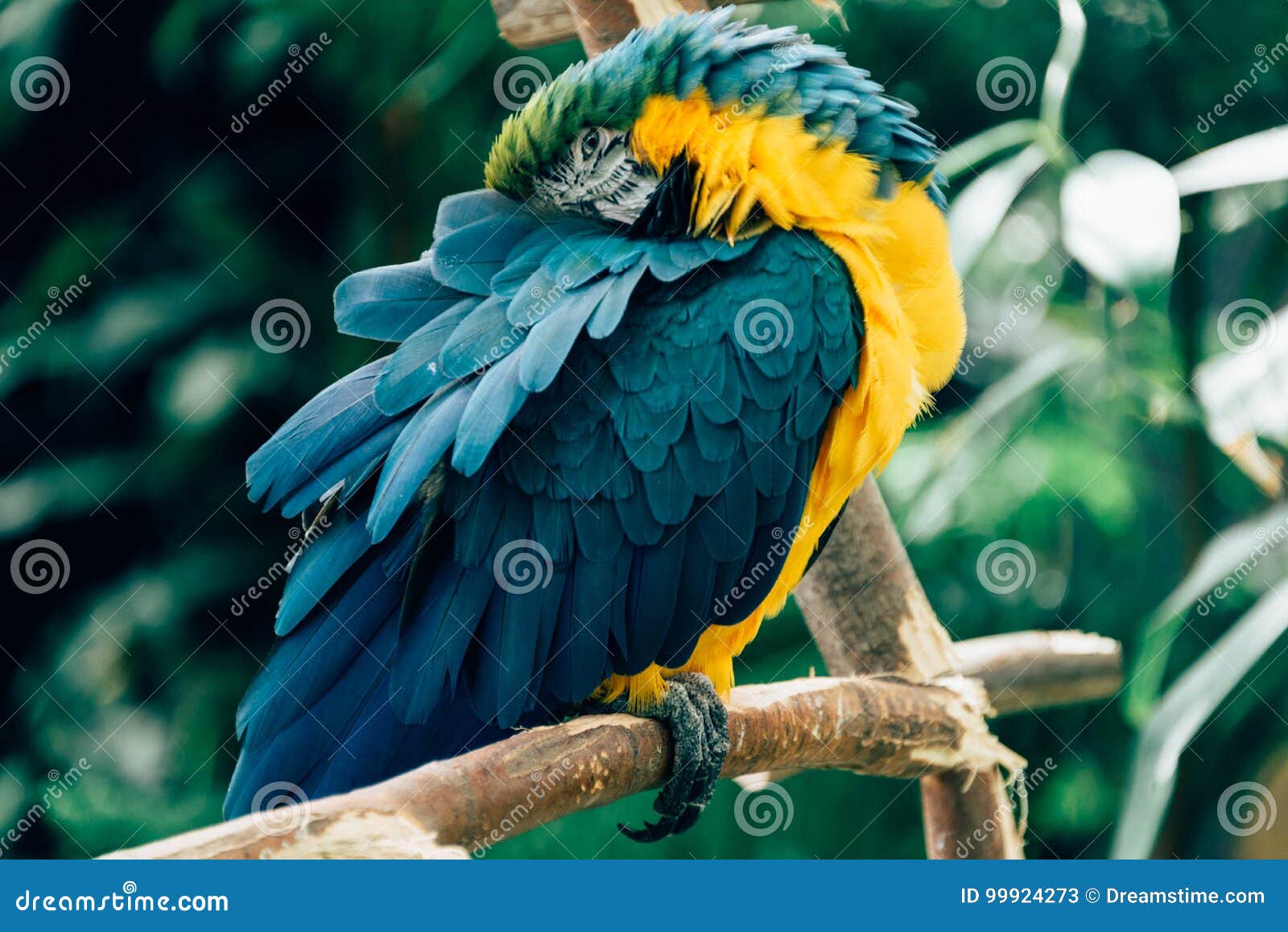 Shy Macaw stock image. Image of parrot, pacificnorthwest - 99924273