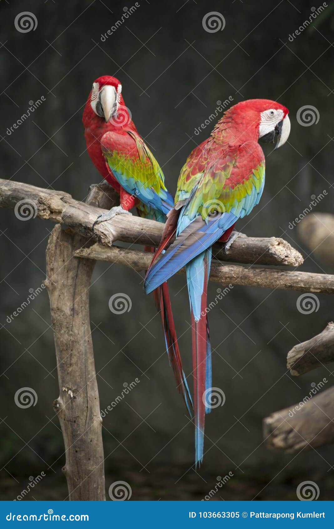 Macaw / Macaw Red Green Blue White Stock Image - Image of animal ...