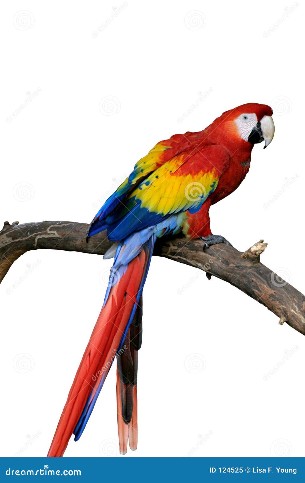 Macaw Rojo Aislado (petición) Imagen de archivo - Imagen de saturado ...