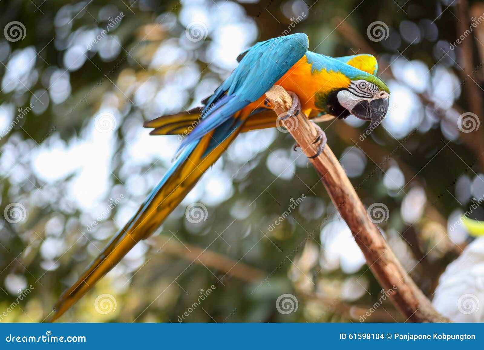 Macaw stock photo. Image of ararauna, branch, natural - 61598104