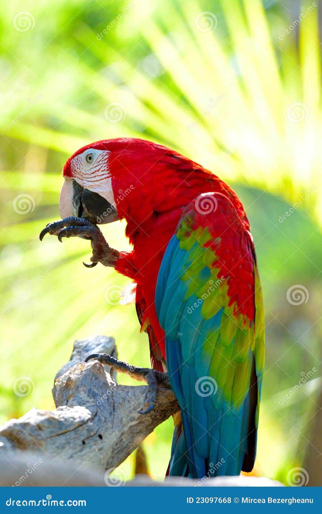 Macaw sitting on branch stock photo. Image of color, life - 23097668